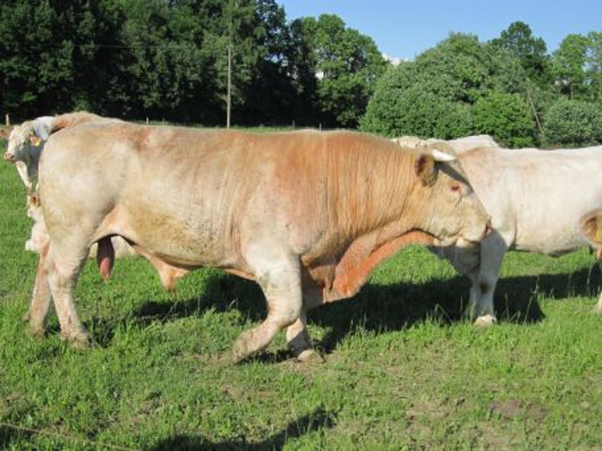 Controversial reactions to legalization of ritual slaughter of animals ...