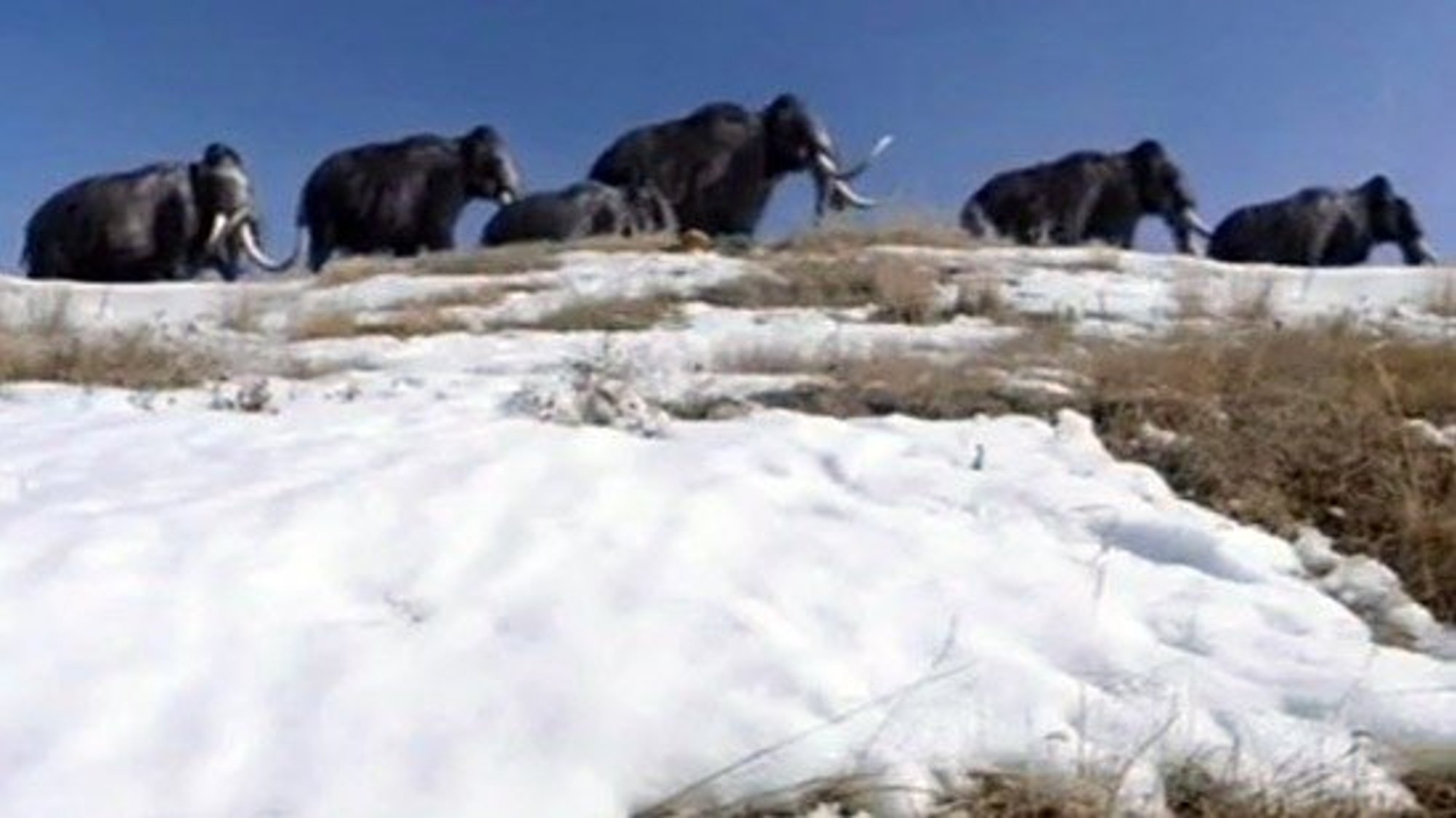 Gamtininko D. Liekio videoblogas: Kodėl Lietuvoje išnyko mamutai ir ...