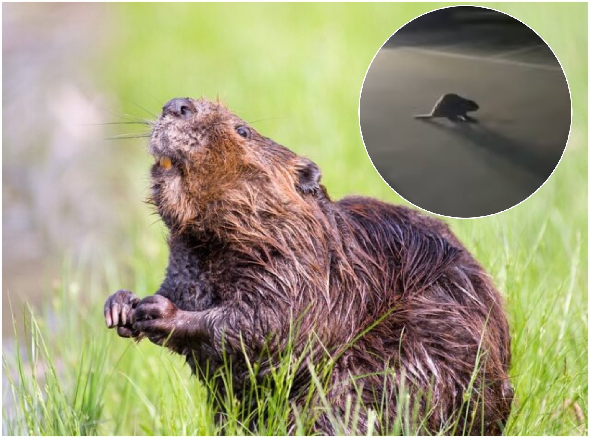 Keistenybės Kėdainiuose: tarp daugiabučių, kur nėra jokios upės ...