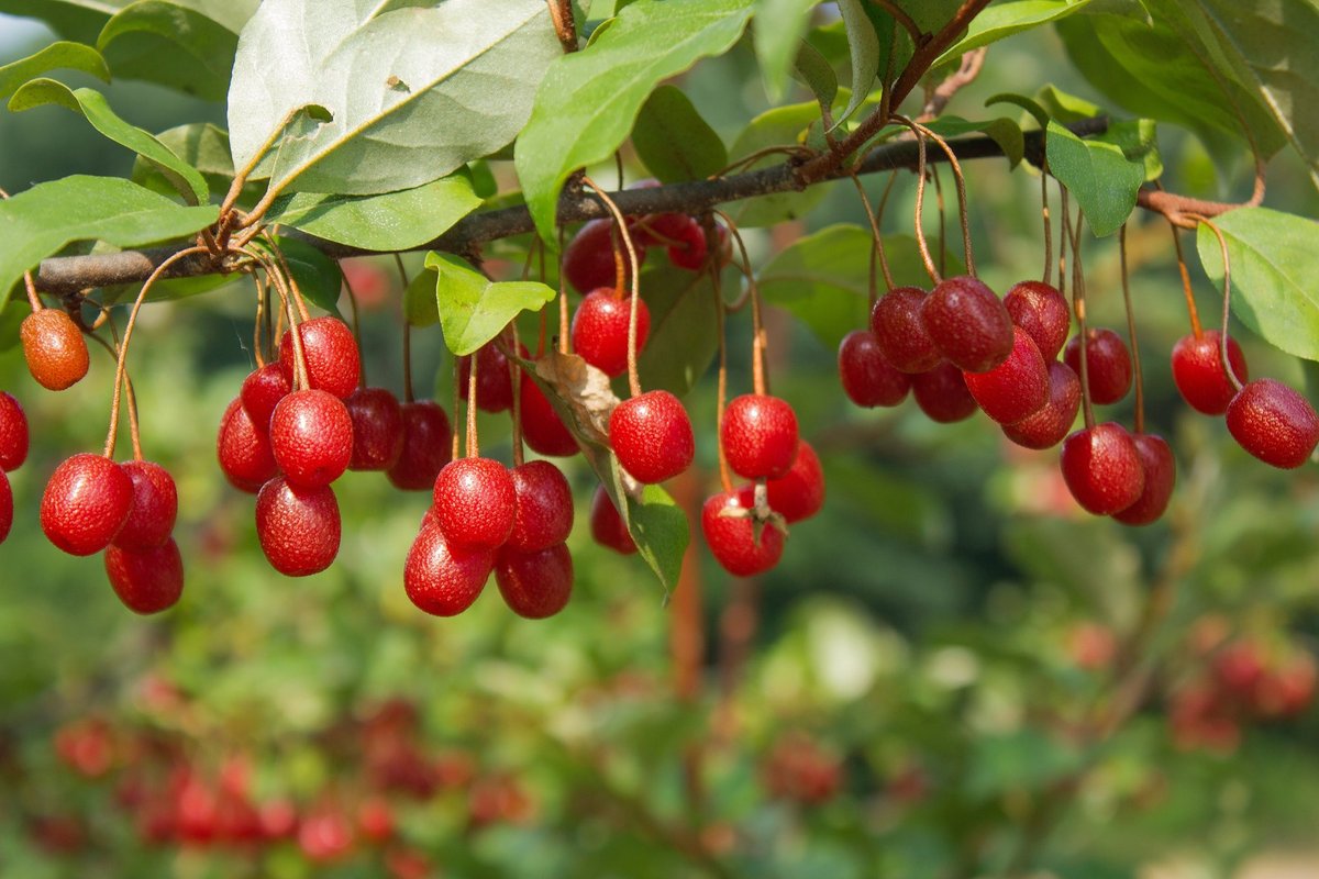 Šias uogas vadina supermaistu: teigiama, kad yra itin vertingos, o ...