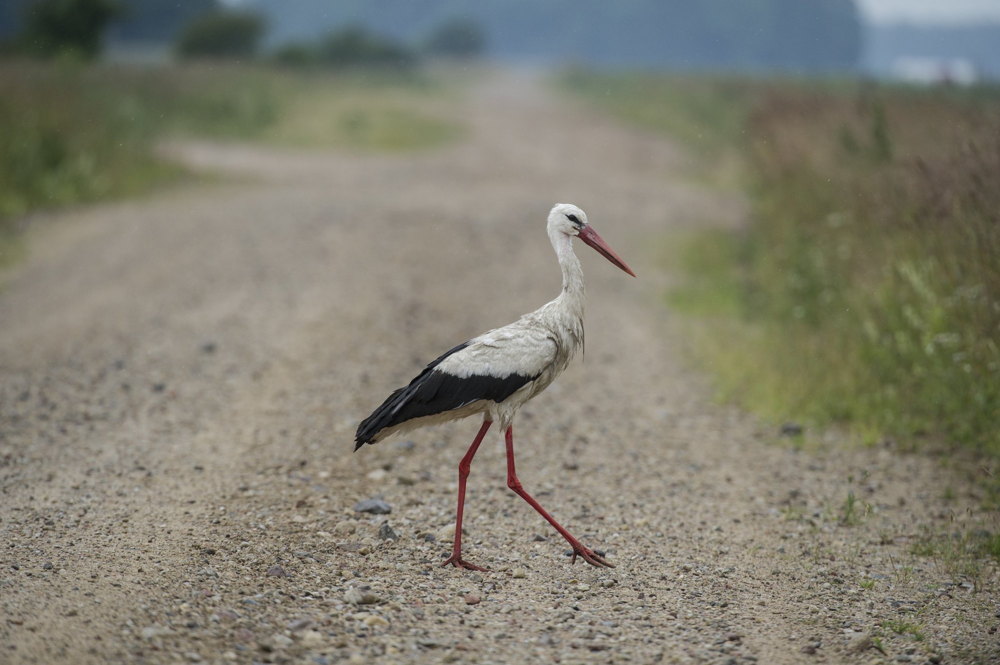 Kaulydamas maisto gandras žmones kelia 5 val. ryto - Delfi grynas