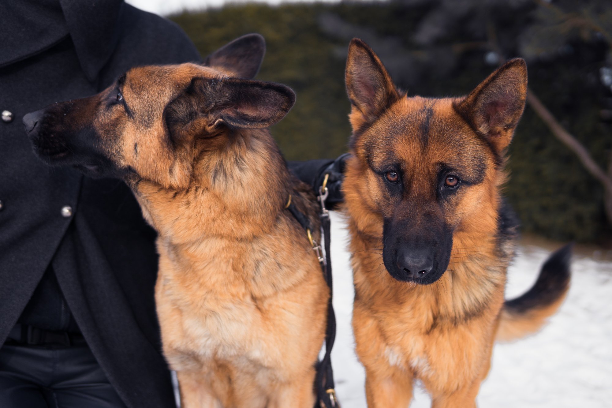 Vokiečių aviganiai – ne išauklėti „robotukai“, o ištikimi šeimininkui ...