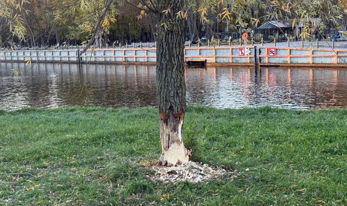 Klaipėdoje medžius ir vėl šturmuoja bebrai - Delfi