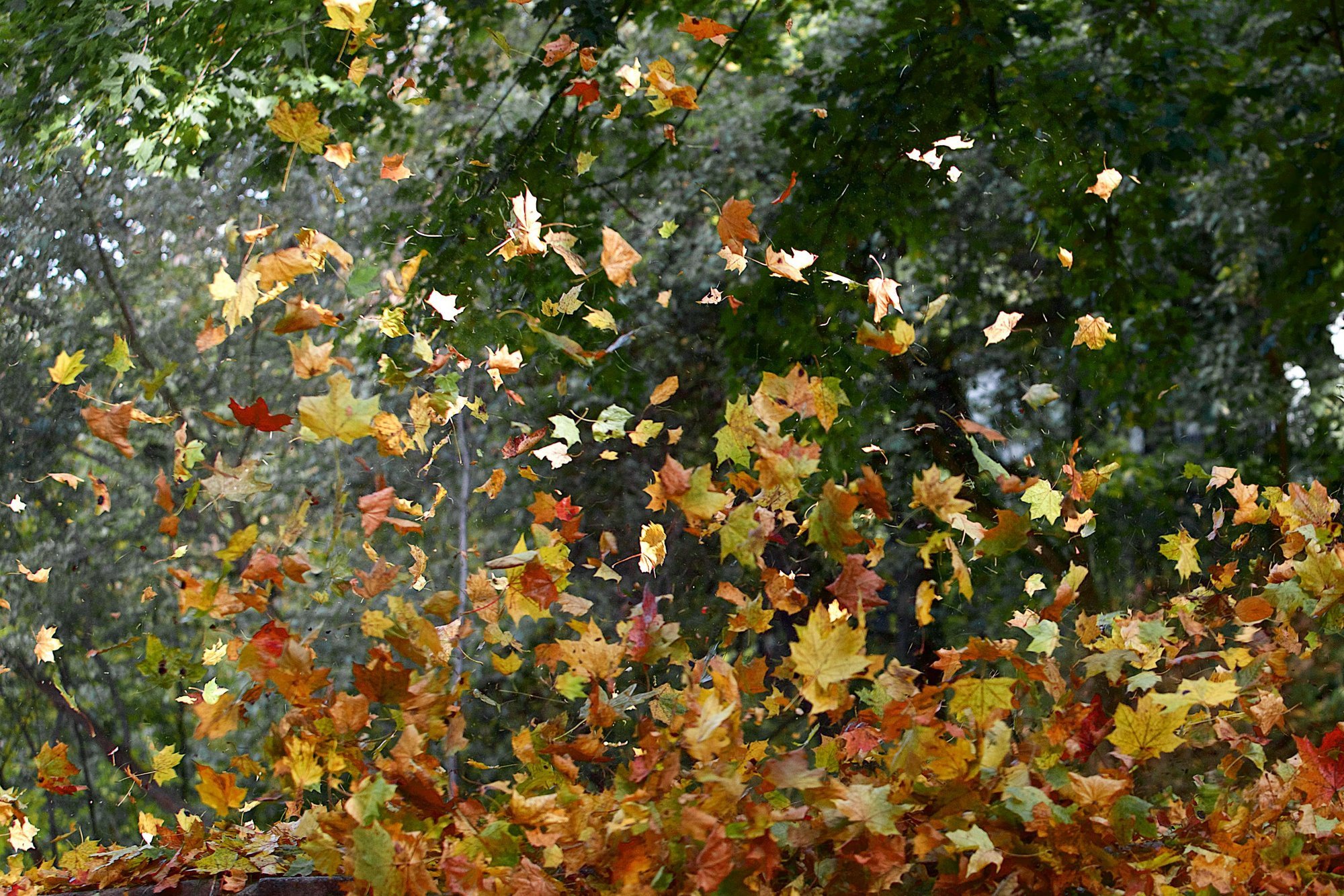 Krentantys lapai – kaip juos sutvarkyti su nauda sodui - Delfi agro