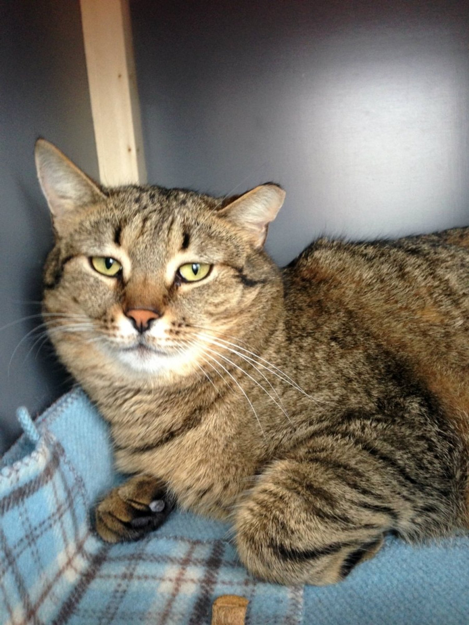 Gerasis milžinas Šilas ieško gerų namų - Delfi kartu