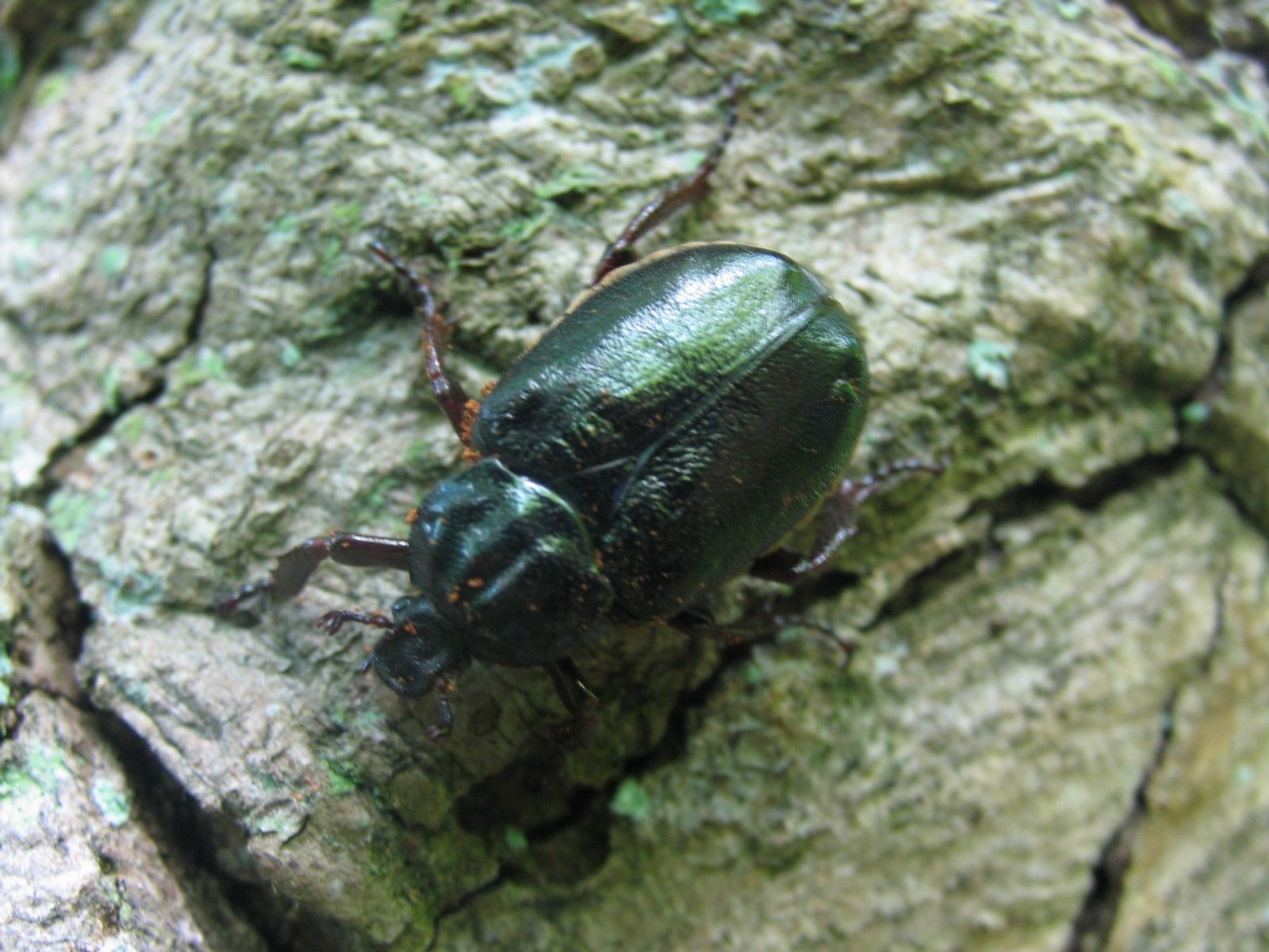 Dūkštų ąžuolyne darbuosis pjūklai pačių medžių labui - Delfi grynas