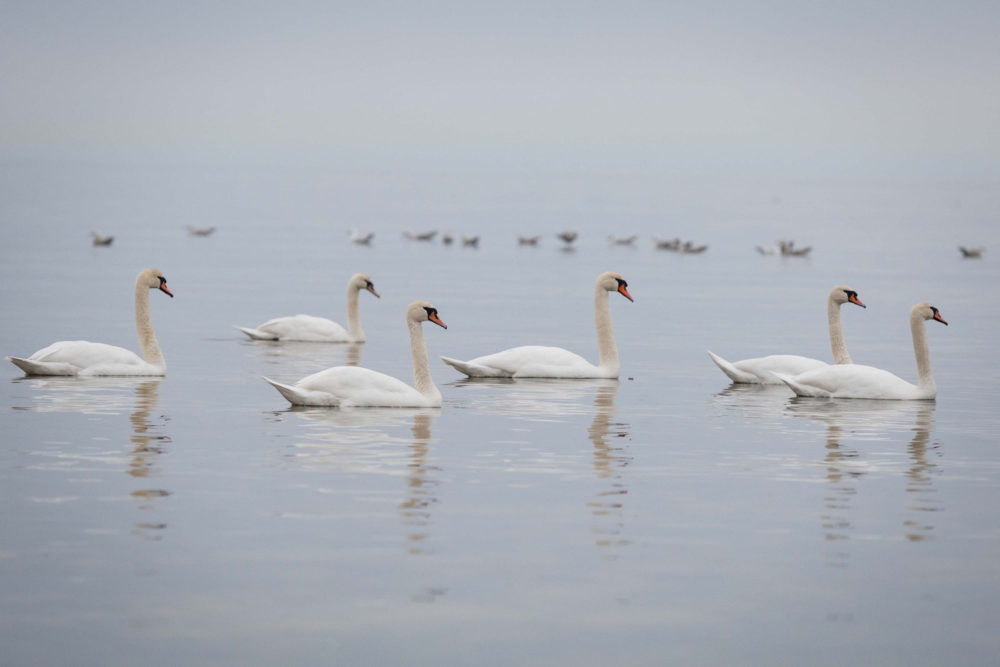 Nustatyta, kad gulbės Lietuvoje nugaišo ne dėl paukščių gripo - Delfi agro