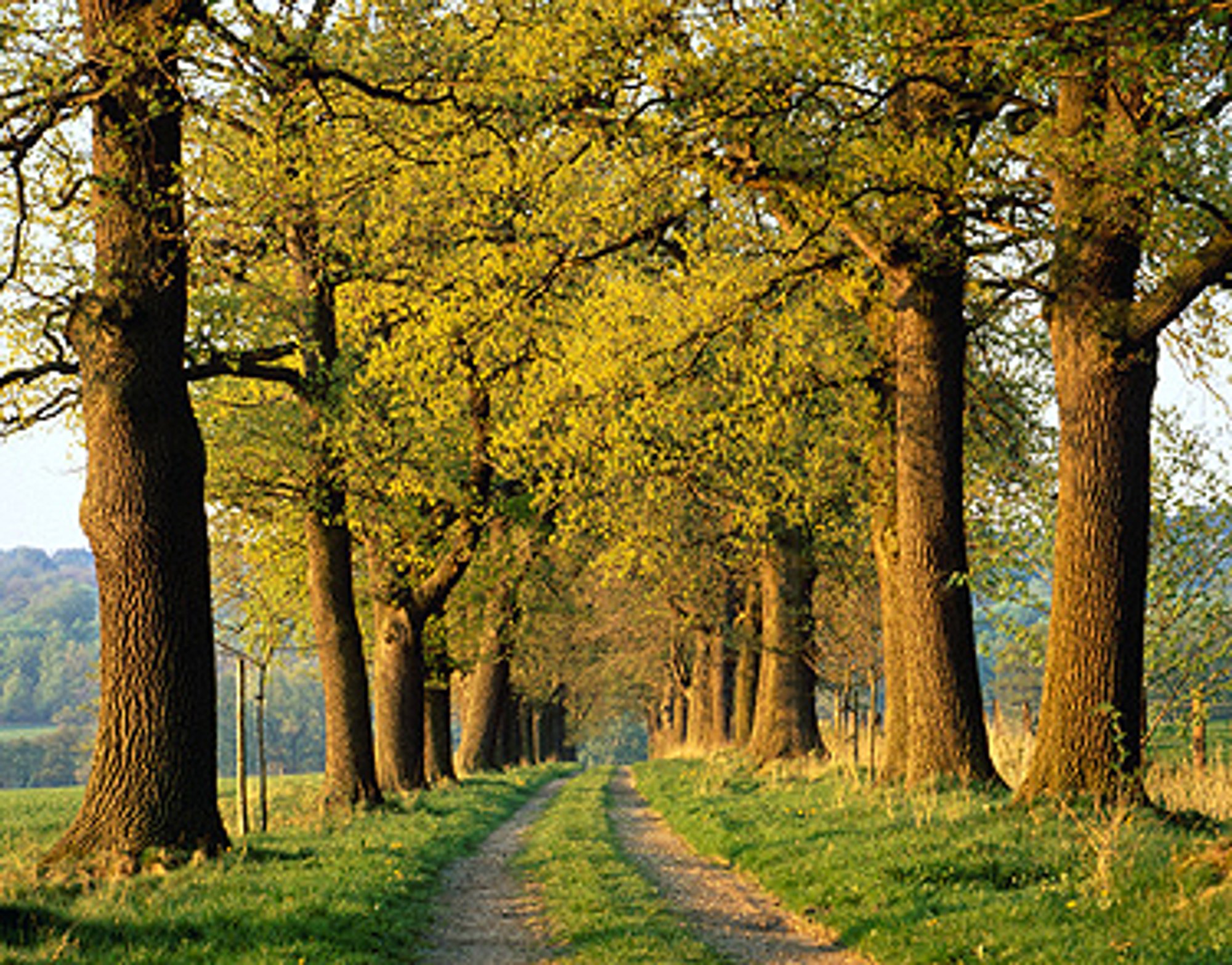 Brangs Vilniaus medžiai - Delfi