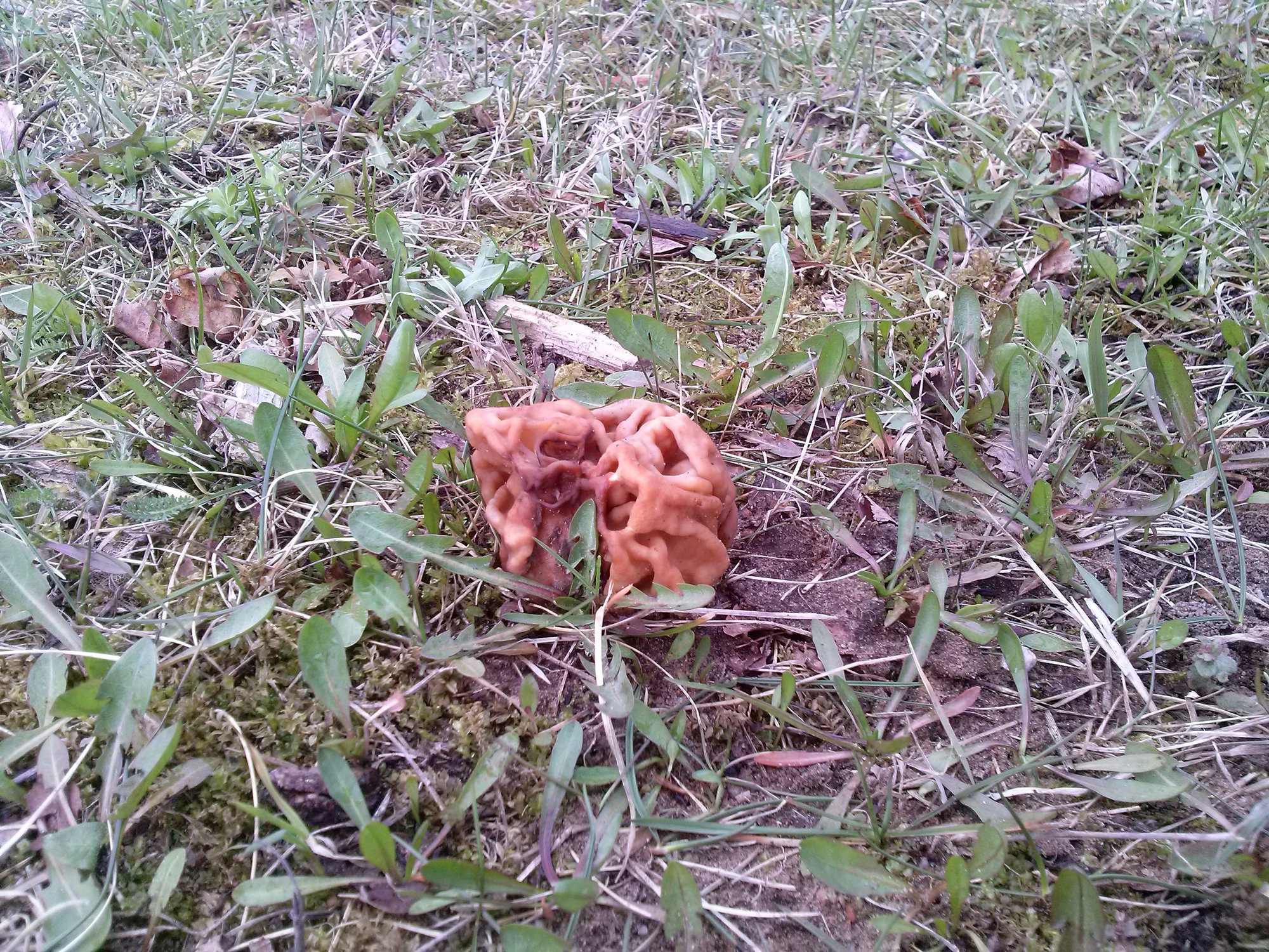 Nustebo kieme pamačiusi bobausį, bet, pasirodo, galima užsiauginti ir ...