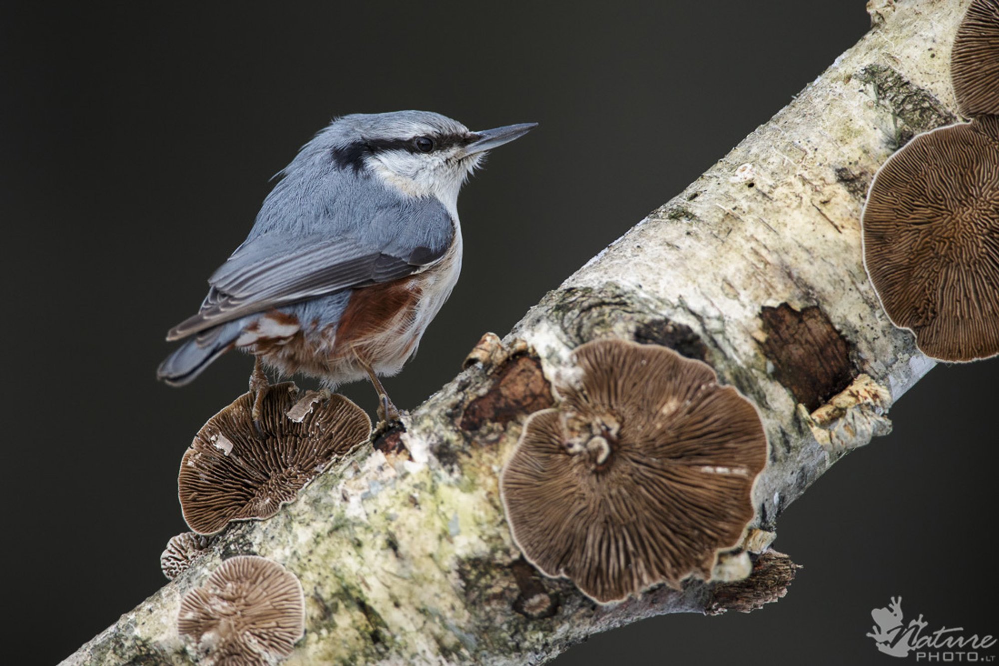 Kviečia dalyvauti kalėdiniame paukščių stebėjimo maratone: puiki proga ...
