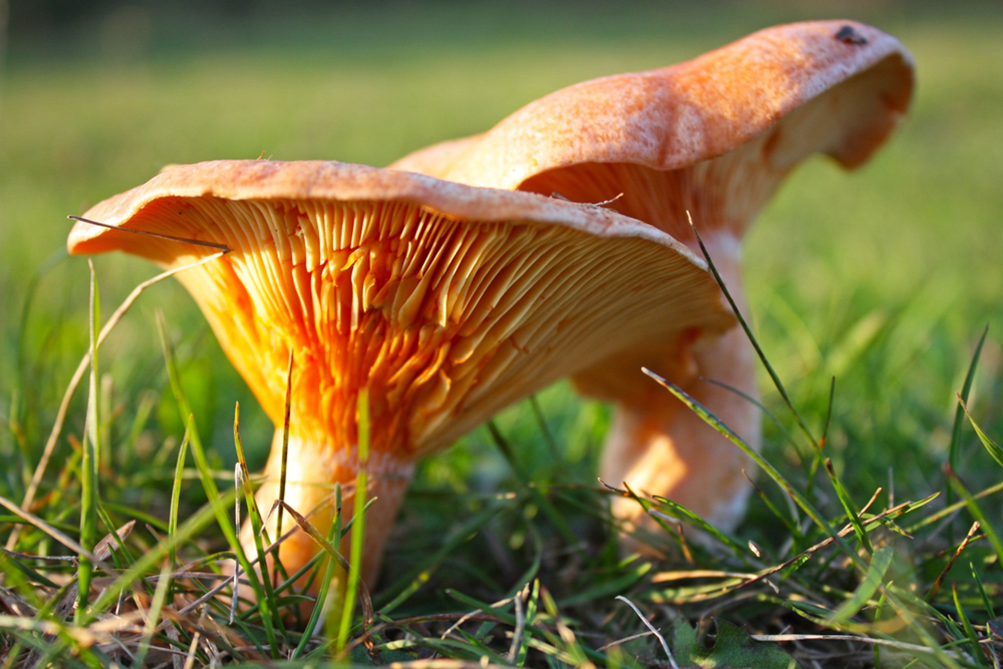 Unikalus lapkritis – kokius grybus dar galima rasti miške - Delfi agro