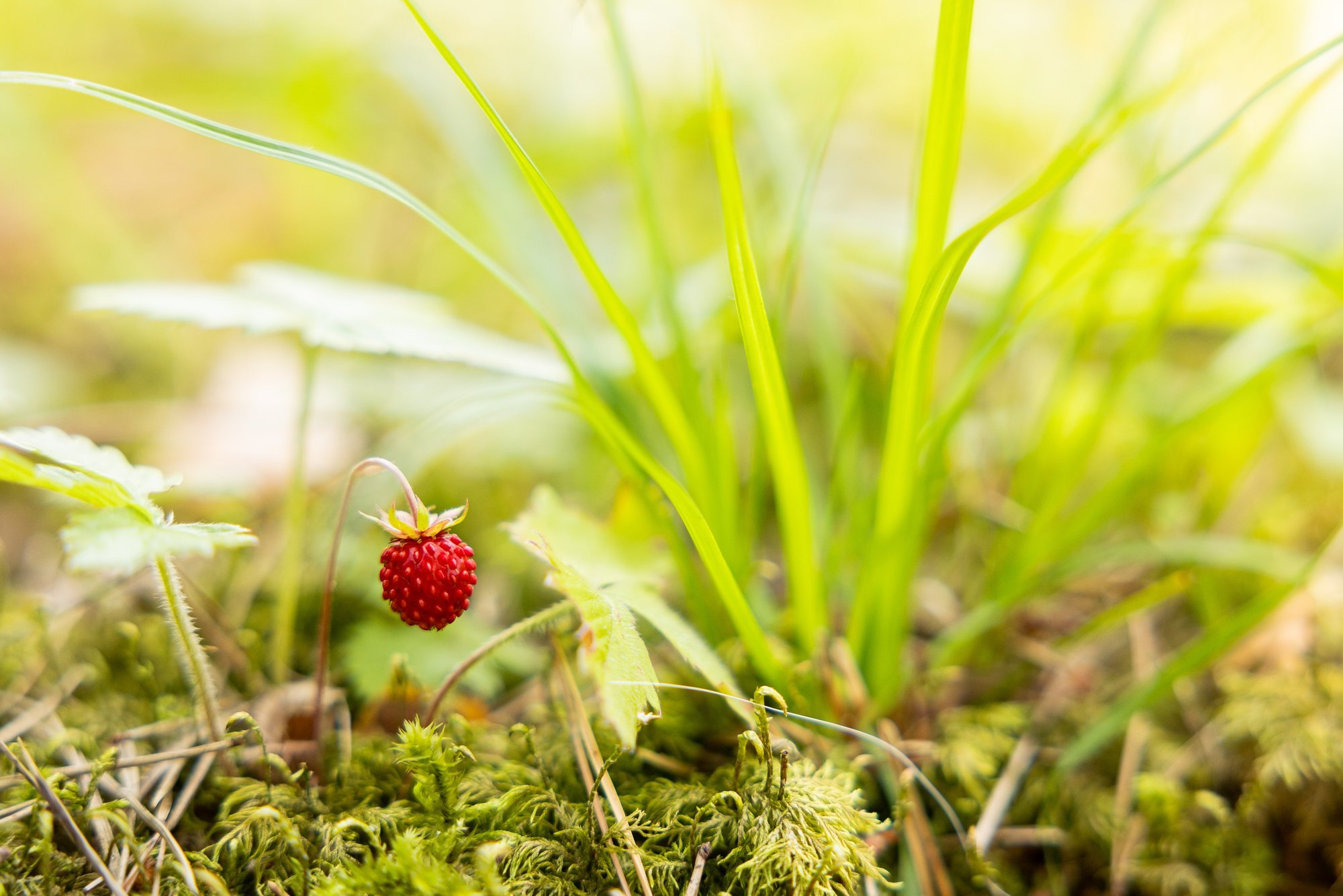 Klimatologas pasakė, kada baigsis vasara - Delfi TV