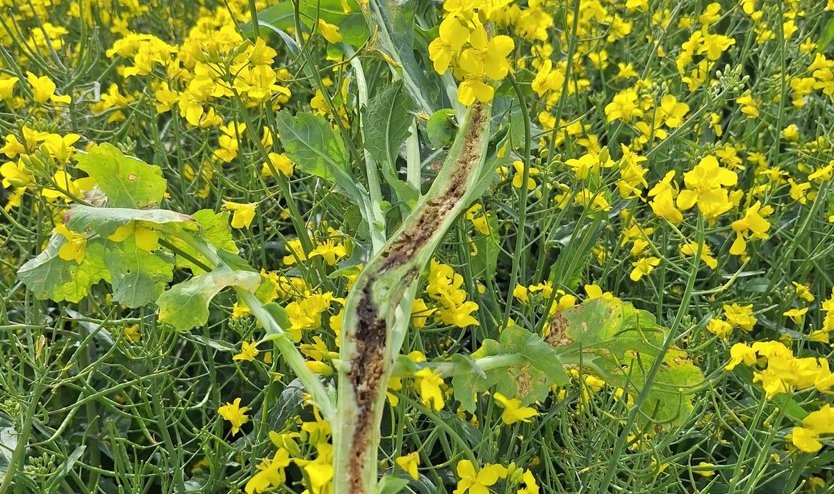 Neįprasti gegužės orai Lietuvos ūkius paveikė skirtingai: vienur ...