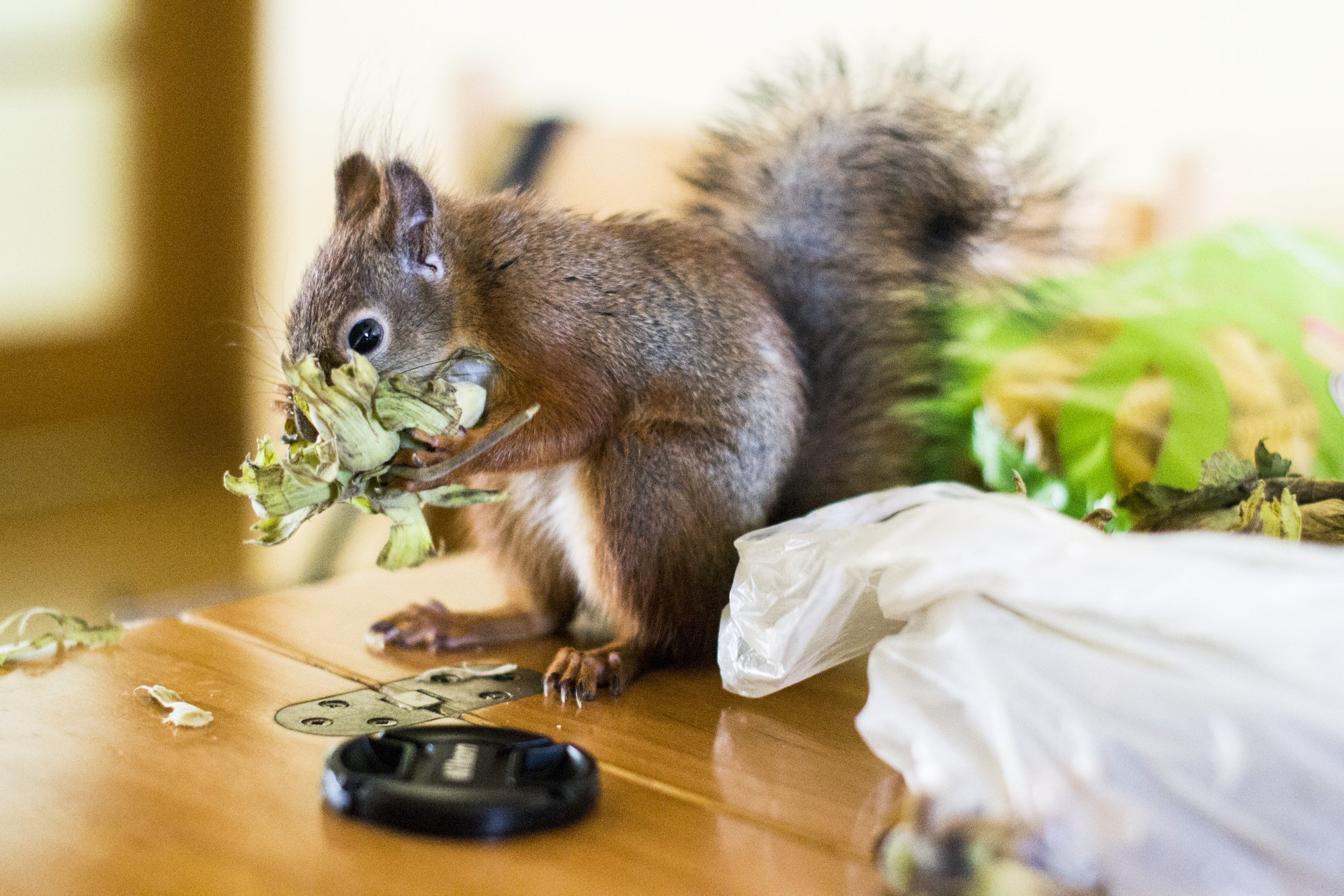 Taip susigyveno su vovere, kad nesiskiria nė per žingsnį - Delfi grynas