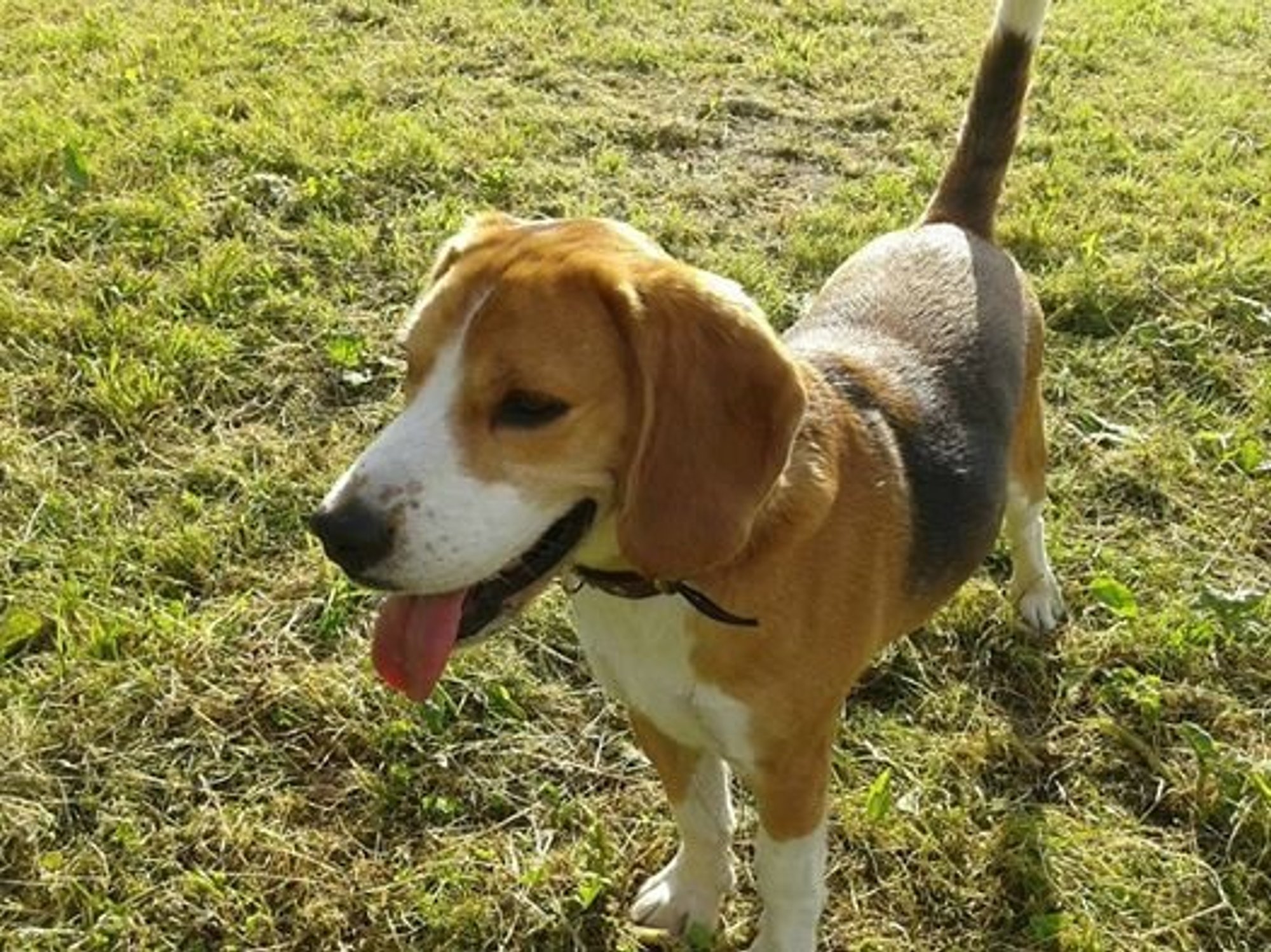 Šalčininkų rajone dingo biglis Bimas - Delfi kartu