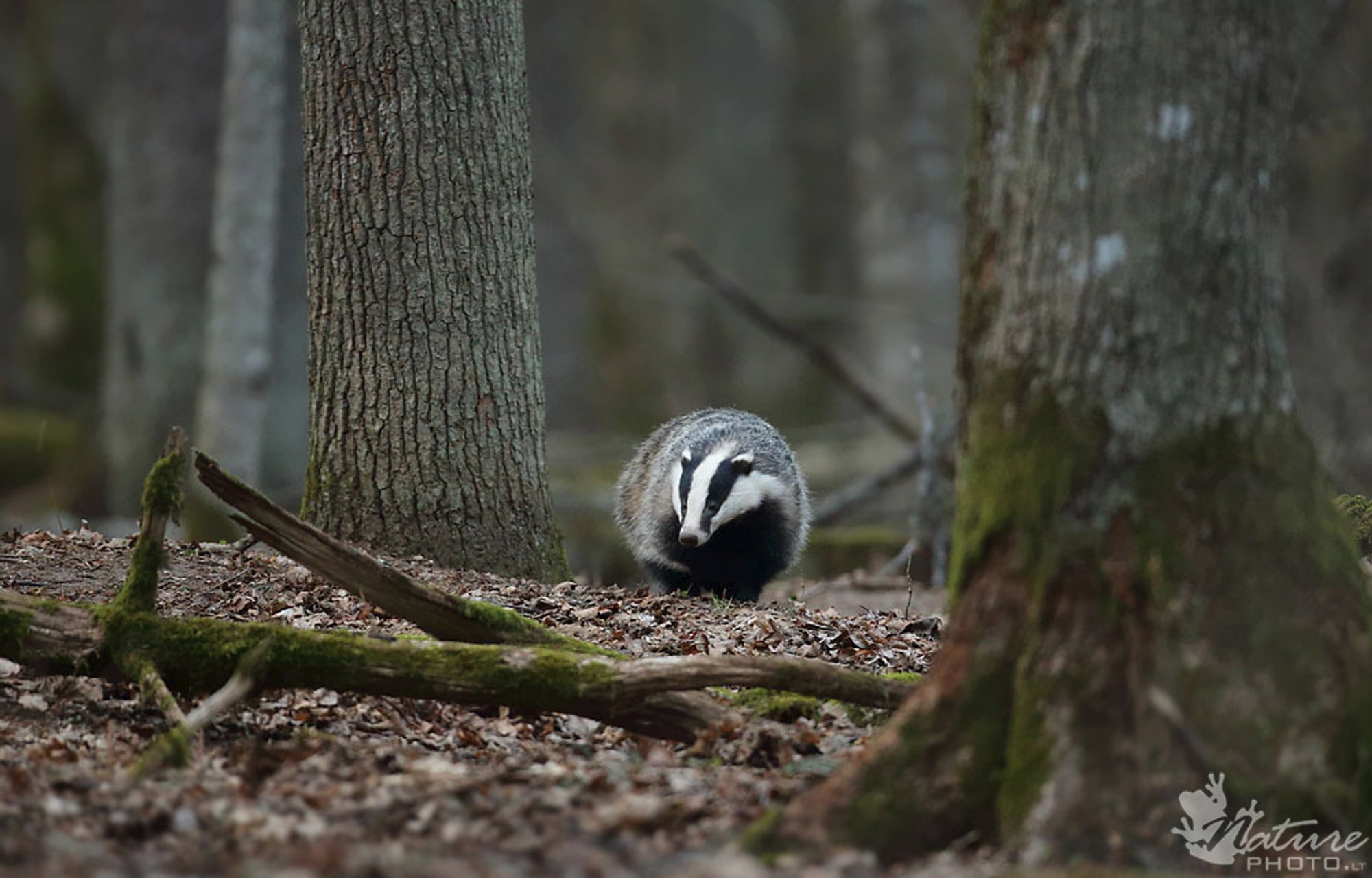 Barsukas išpranašavo, kada ateis pavasaris: tereikia surasti jo ...