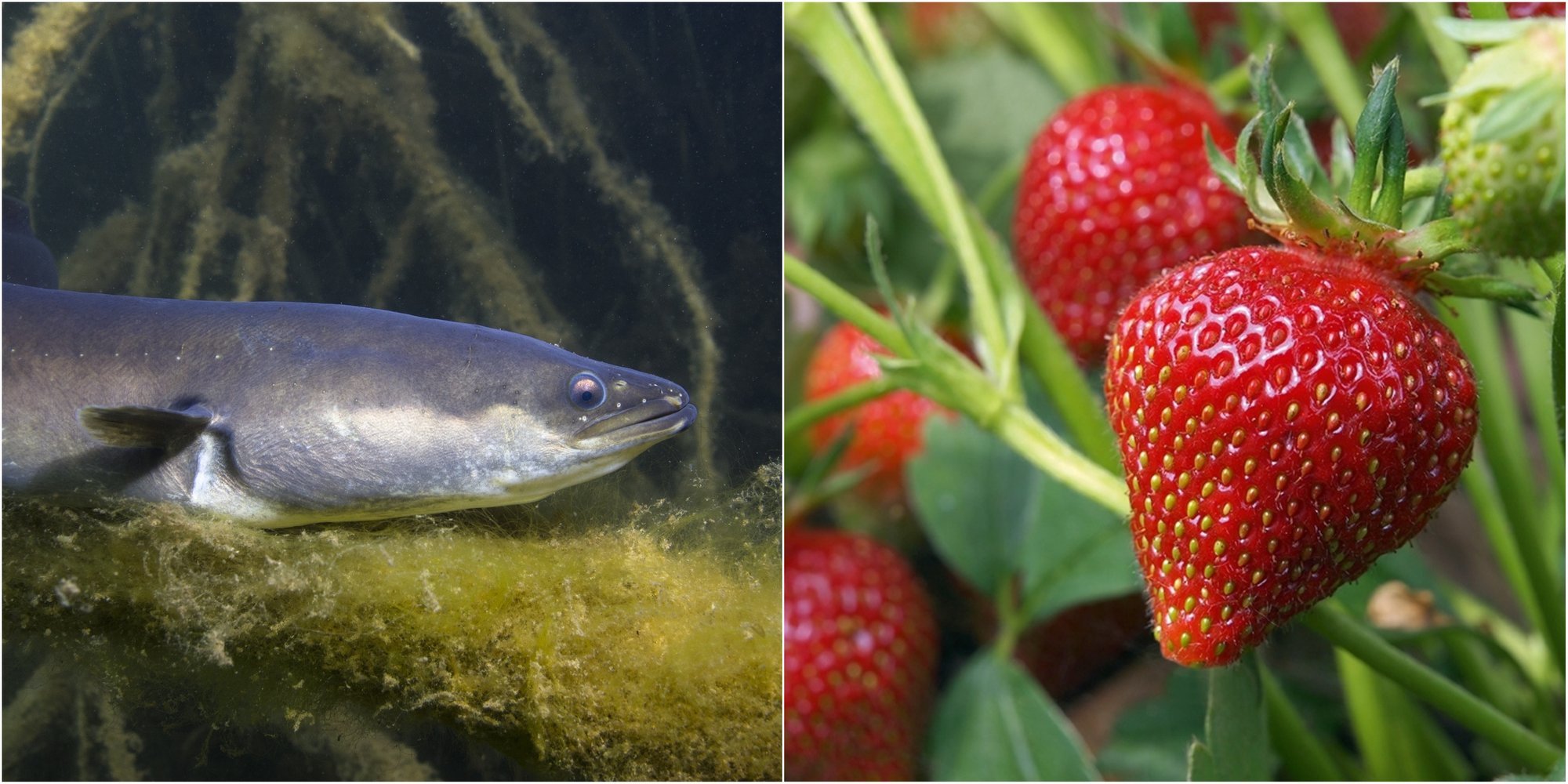 Kaip gimsta sensacijos arba ar mėgsta unguriai braškes? - Kablys.lt