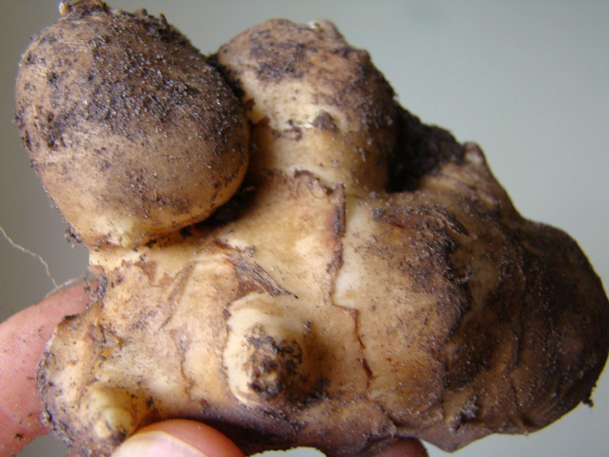 Topinambai - žieminės bulvės mūsų daržui ir stalui - Delfi grynas