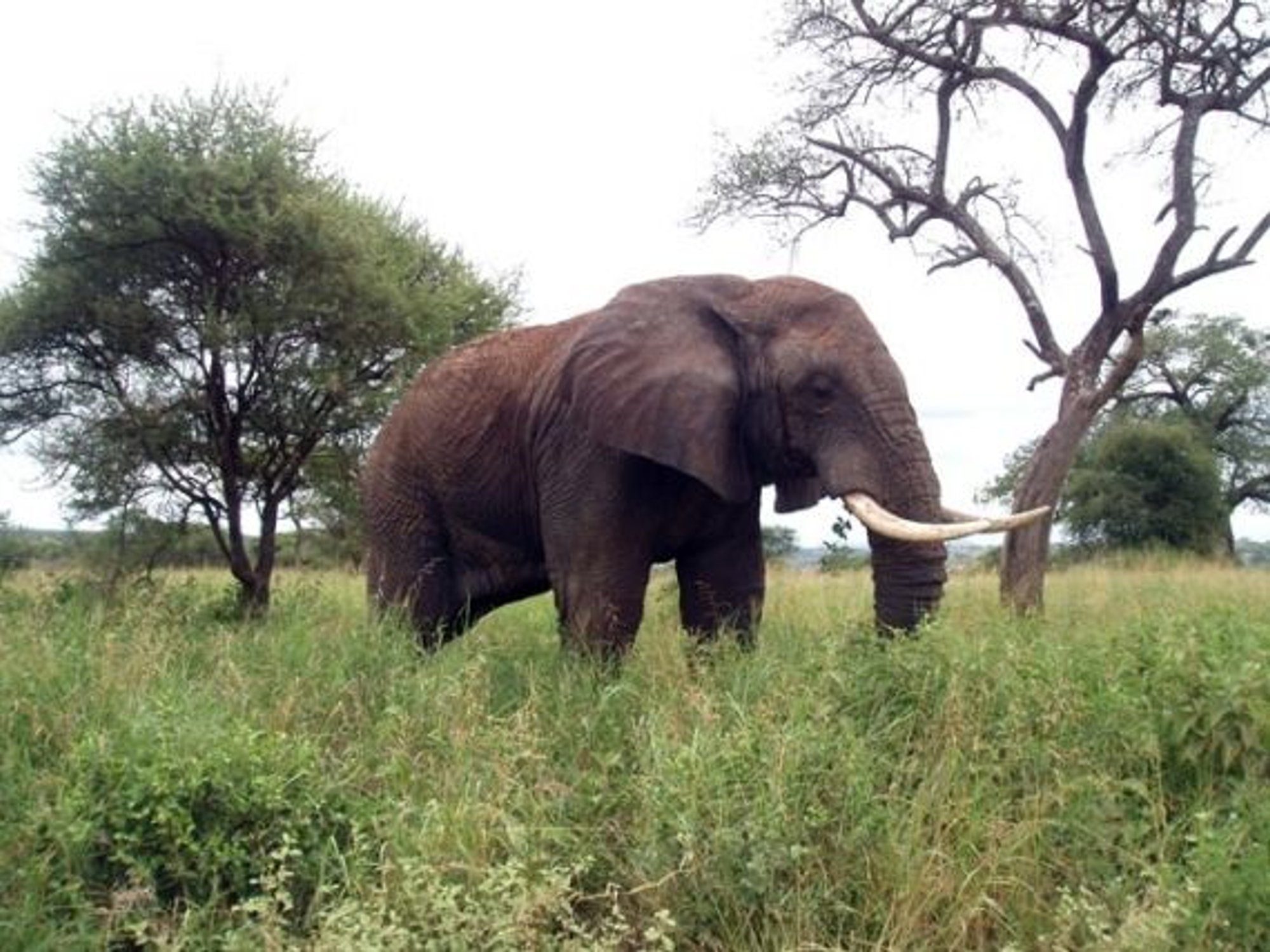 Safaris po šiaurės Tanzaniją. Tarangire nacionalinis parkas - Delfi ...
