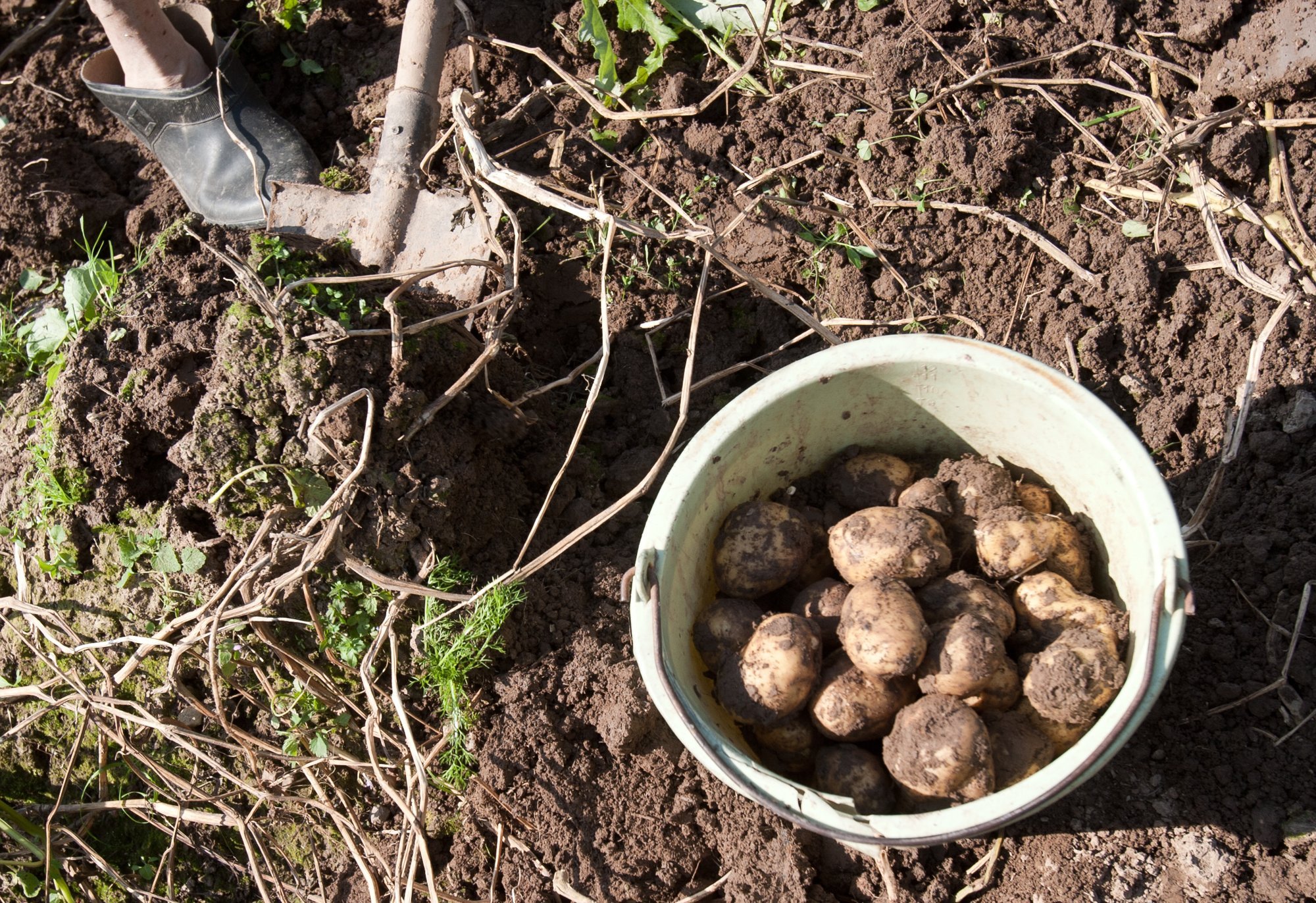 Pirmosios šviežios lietuviškos bulvės - Delfi agro