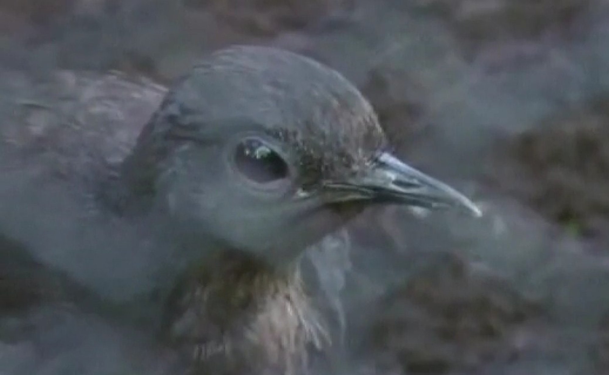 Nugaišo „YouTube“ garsenybė – prietaisų garsus mėgdžiojęs lyrauodegis ...