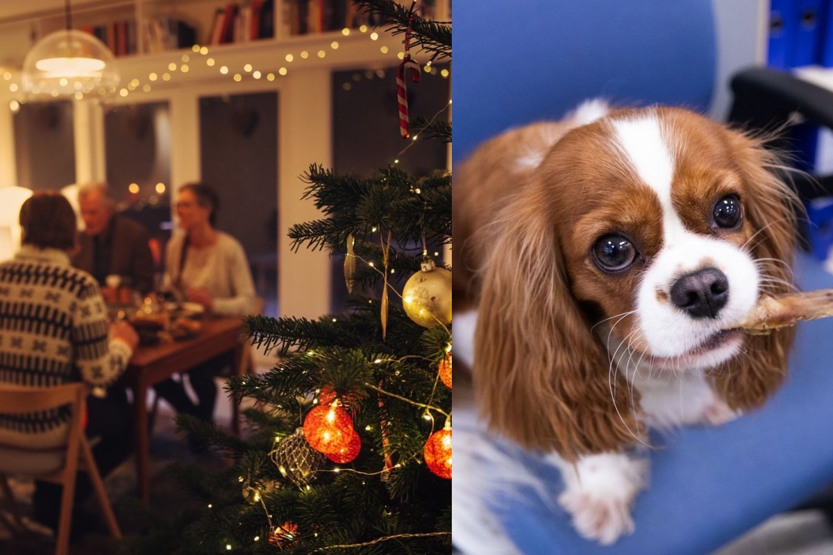 Šventinis stalas – pavojus šuns sveikatai: ko vengti? - Letena.lt