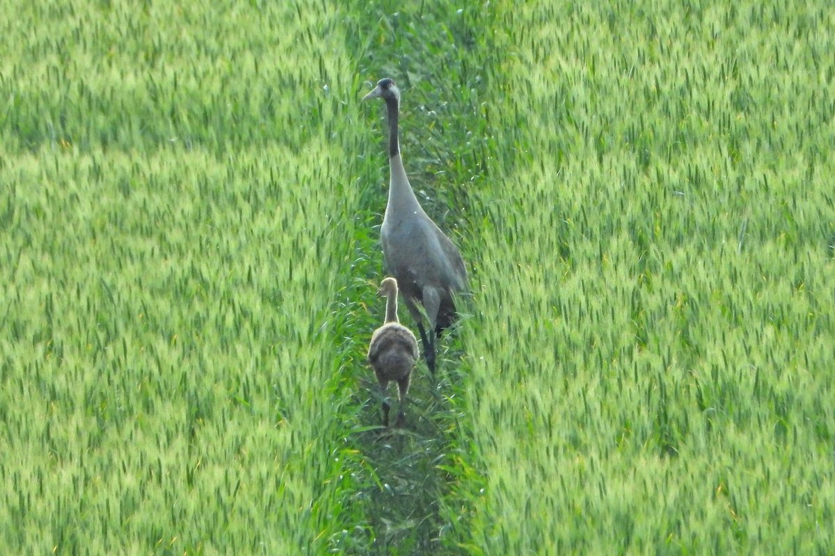 Užburiantys vasaros vaizdai: gamtos fotografas įamžino nerūpestingą ...