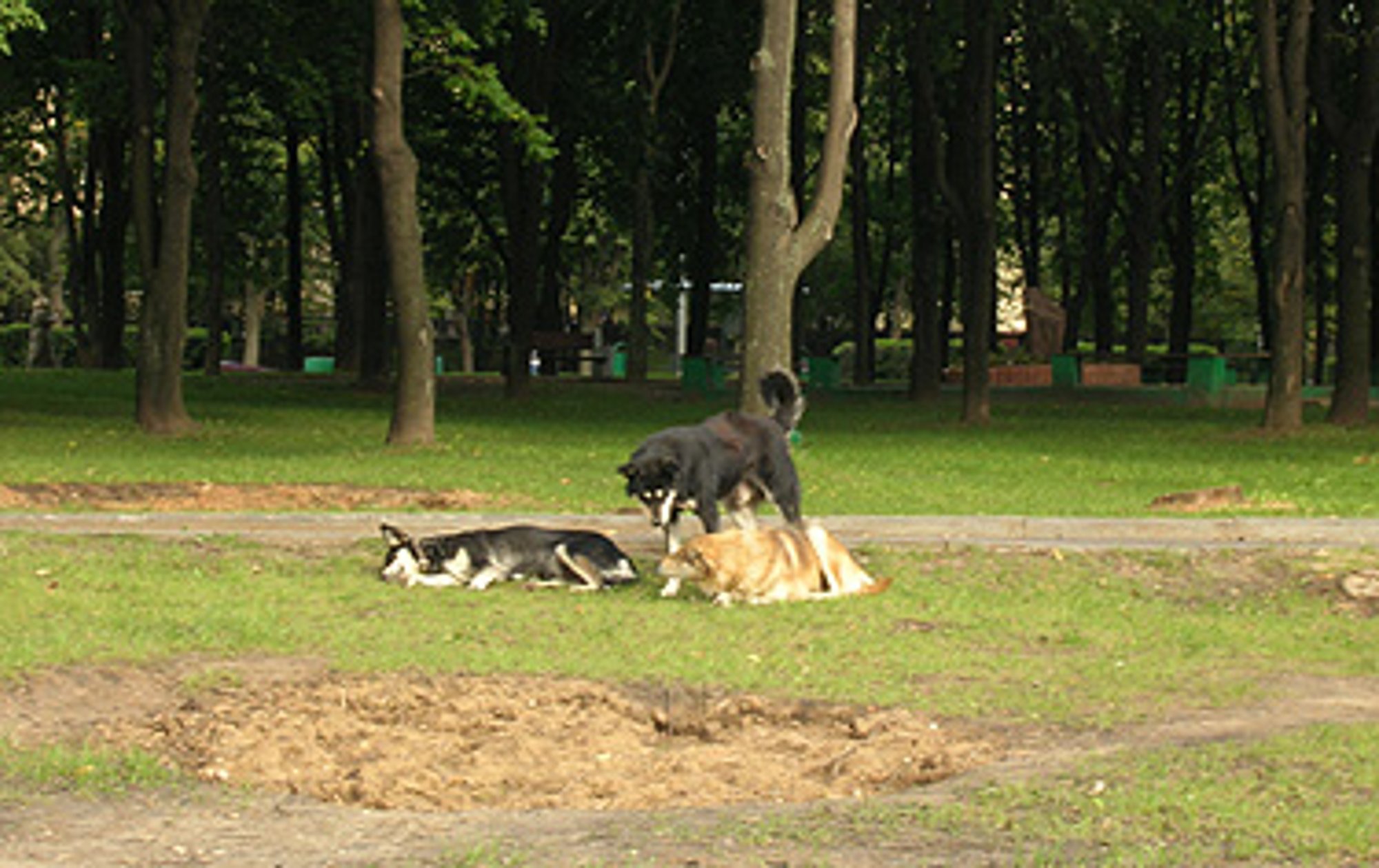 Benamiai gyvūnai – painios sistemos įkaitai - Delfi mokslas