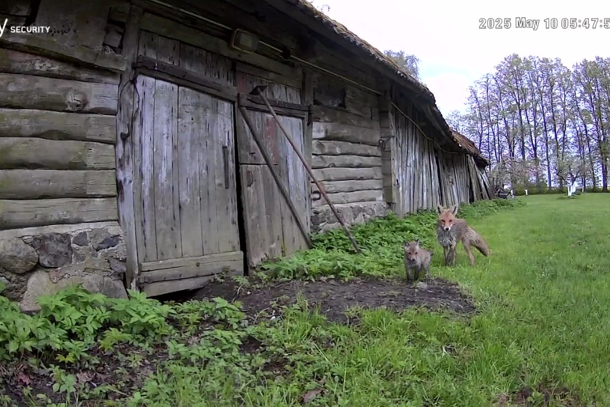 Lapė su lapiukais okupavo panevėžiečių tvartą - Delfi