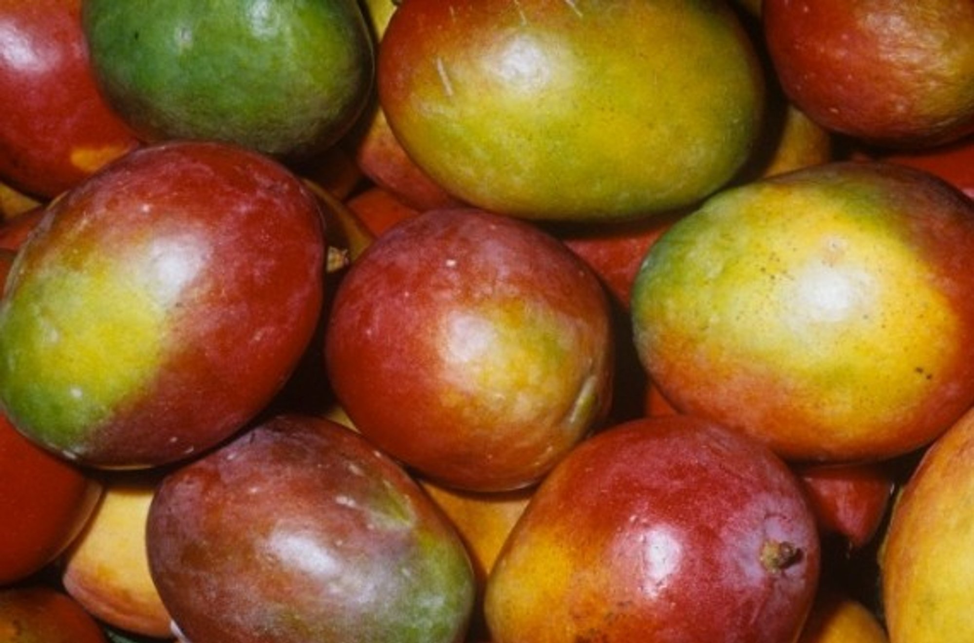 Dieviško skonio mango vaisiai - Delfi