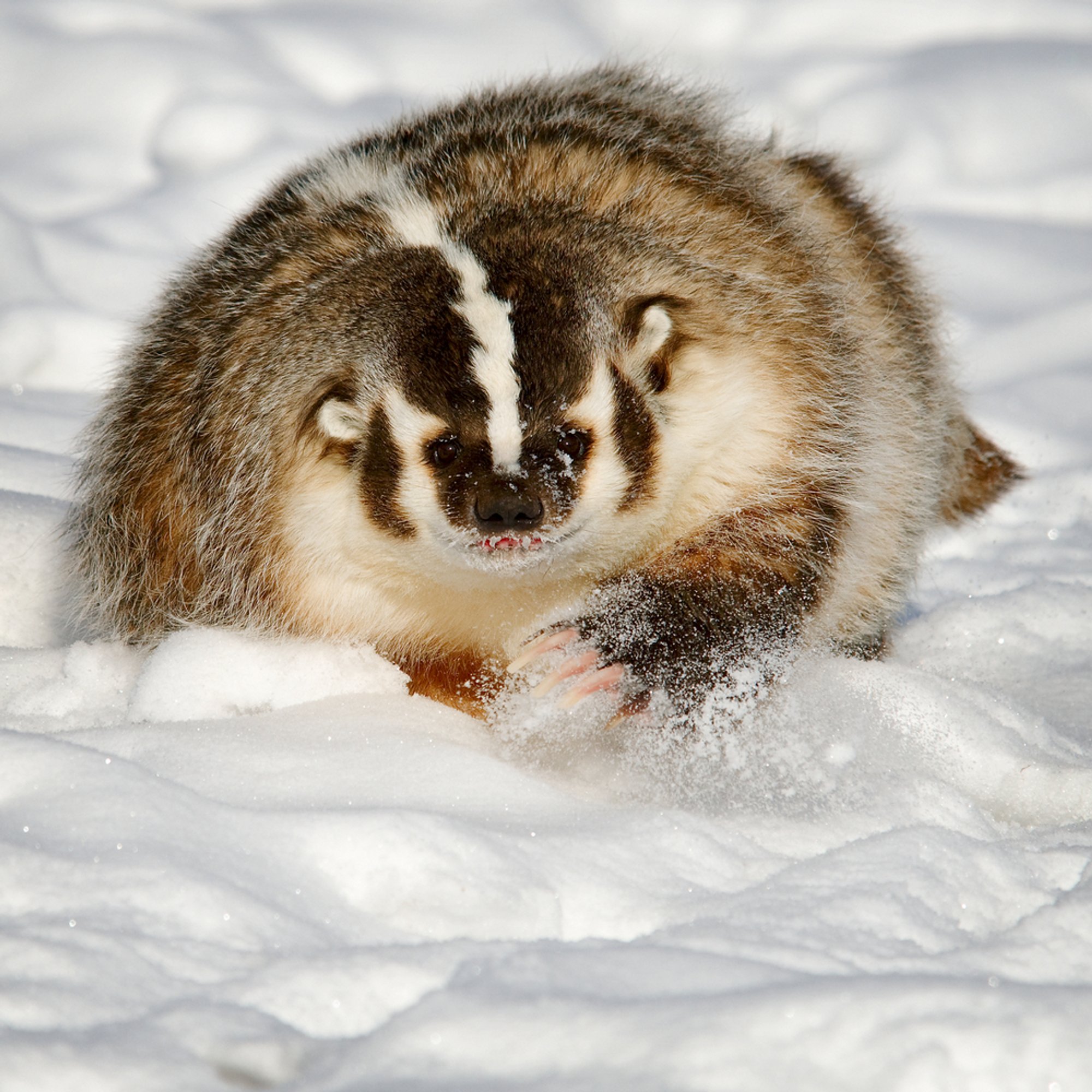 Apsivertė guoly barsukas... - Delfi kartu