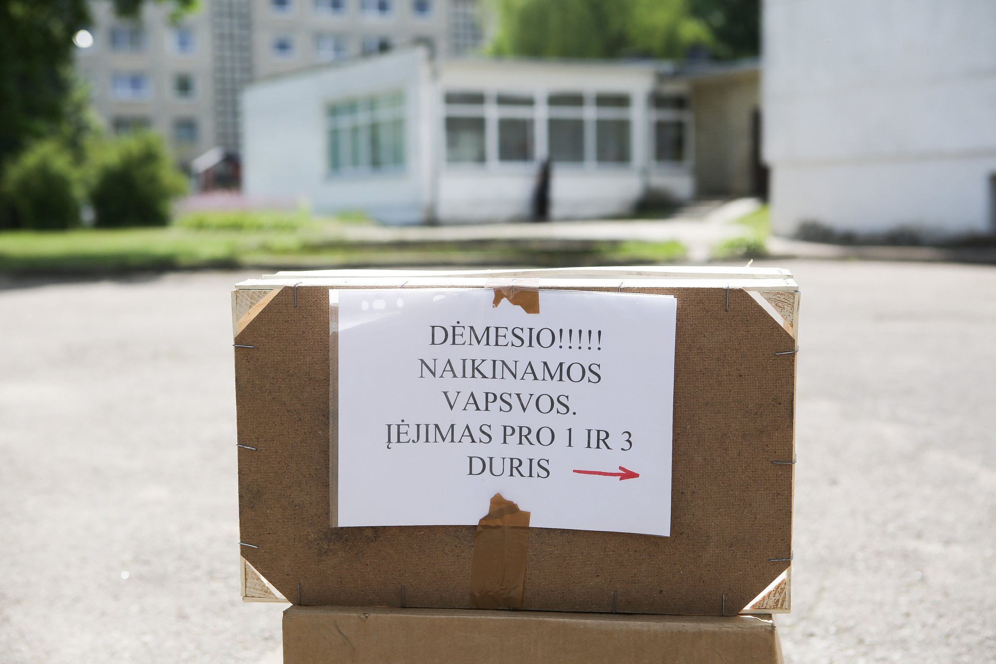 Puola širšės ir vapsvos - Delfi
