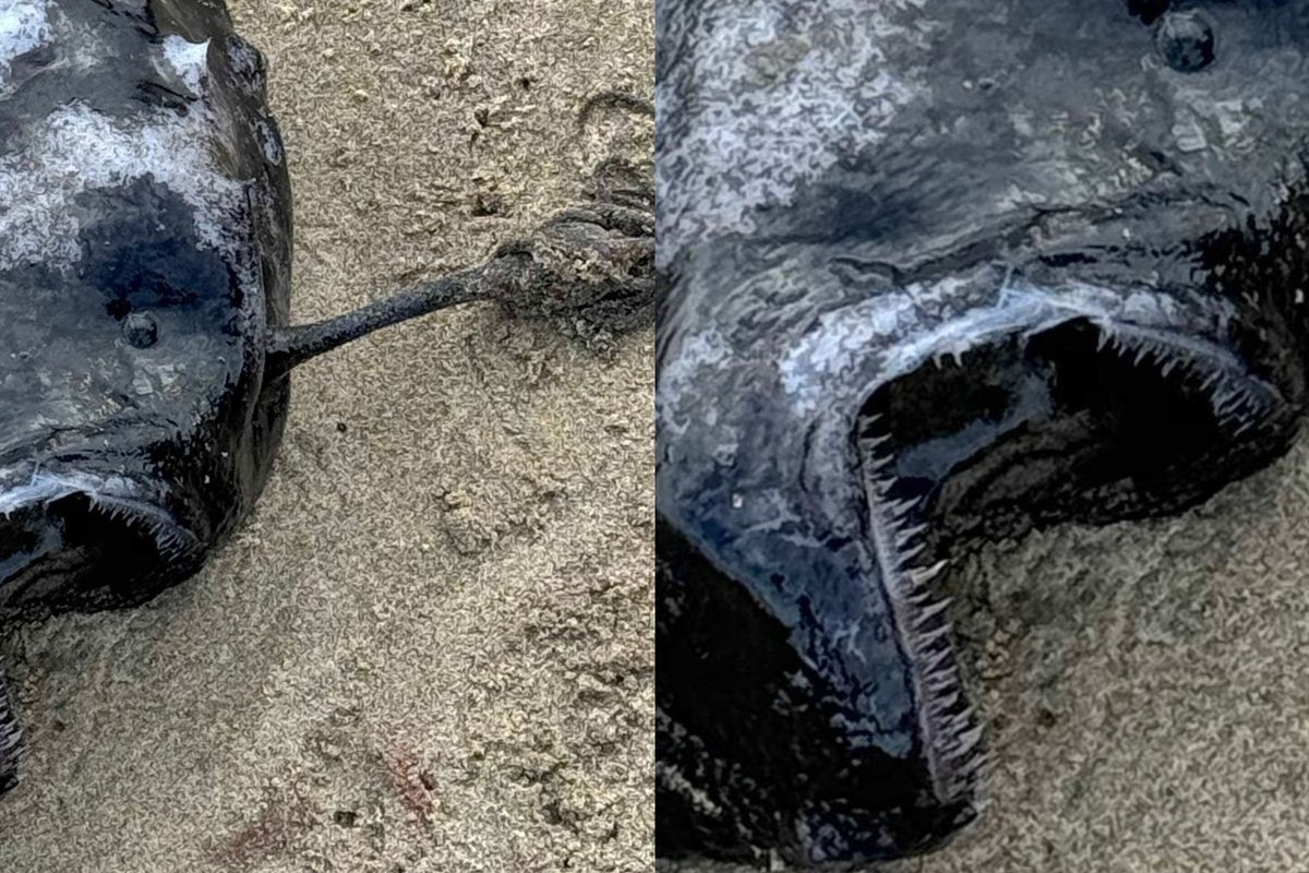 Paplūdimio lankytojus pašiurpino į krantą išmesta aštriadantė gelmių ...