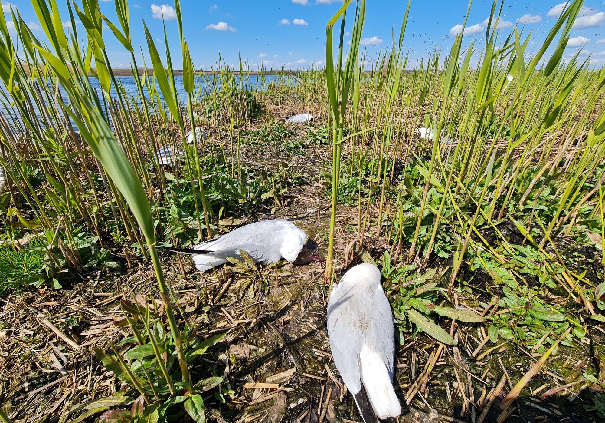 Laukinėje gamtoje aptikti dar 5 nauji paukščių gripo atvejai - Delfi agro