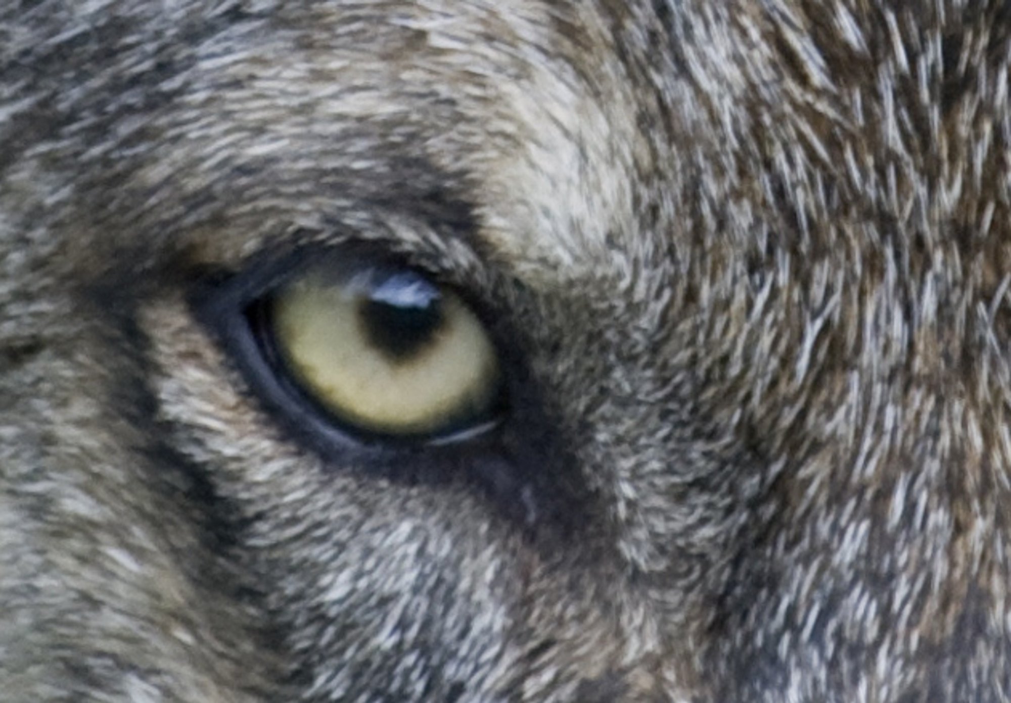 Pirmasis nušautas vilkas bus ištirtas - Delfi