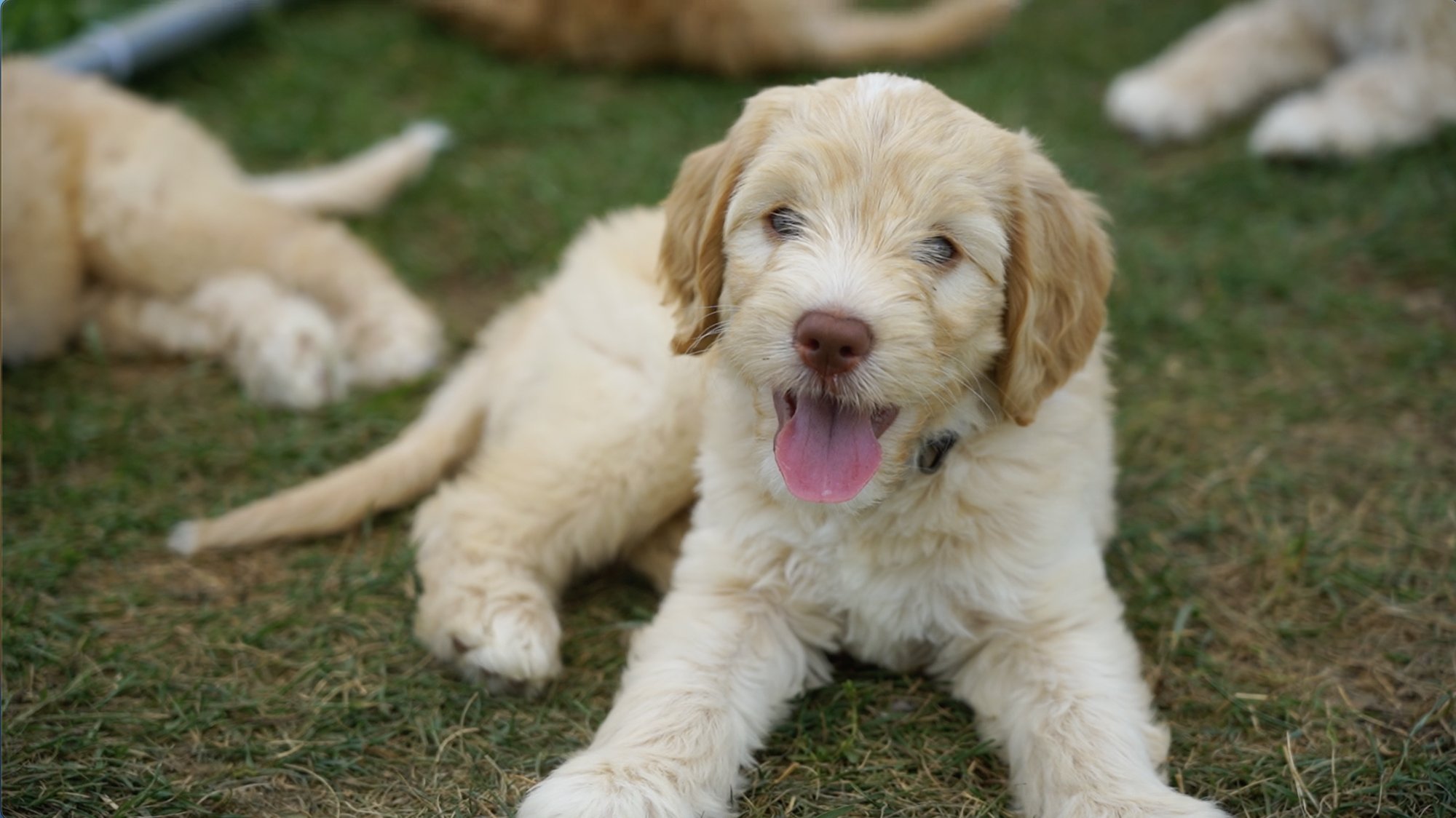 Duok leteną. Mįslinga Australijos koberdogų veislė ir kodėl šunims ...