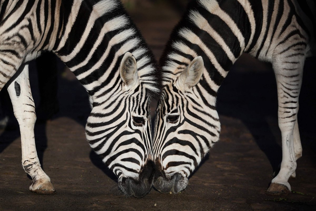 Kauno zoologijos sode apsigyveno zebrai - Delfi miestai