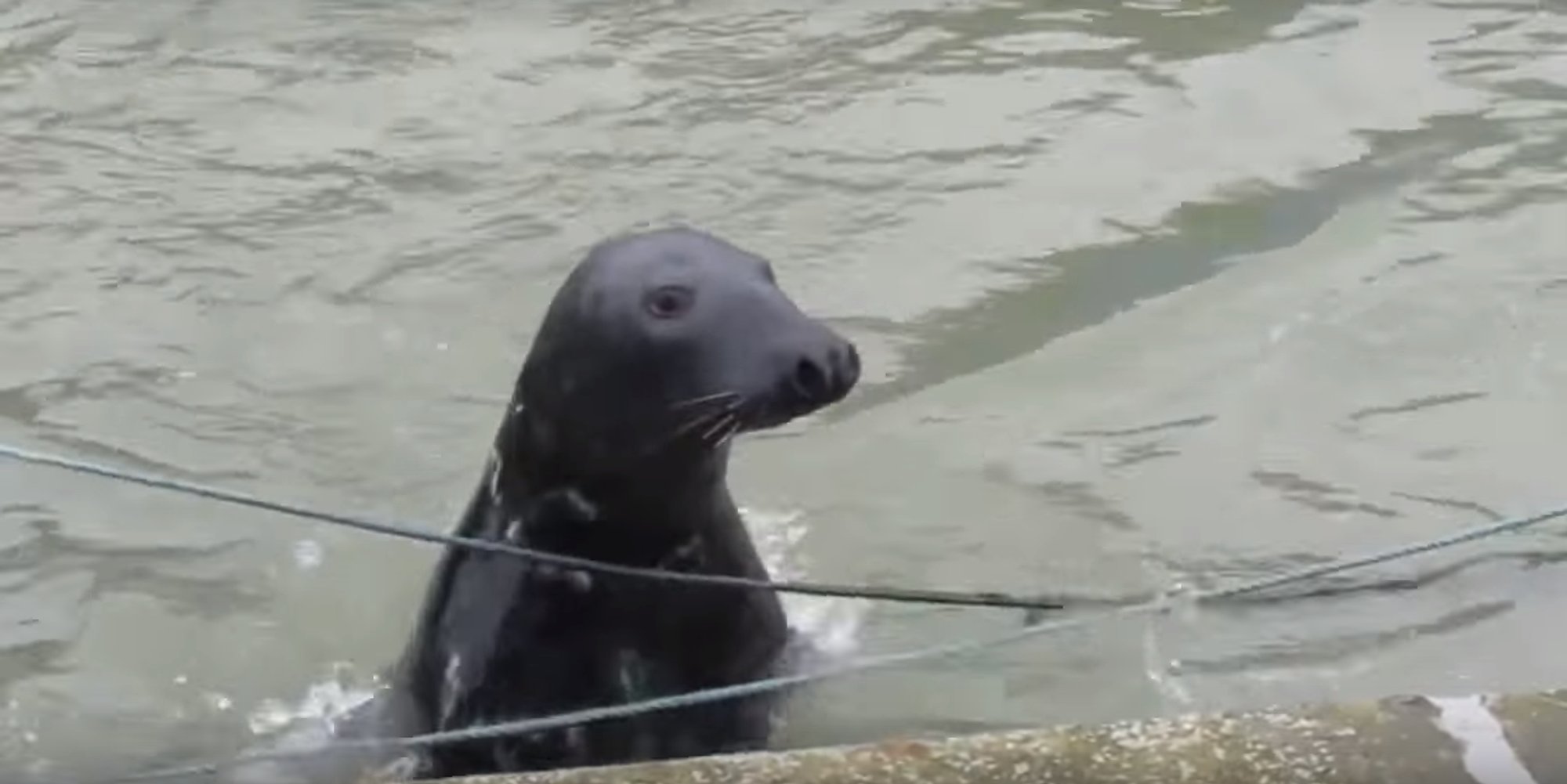 Gudrumo viršūnė: ruonis kasdien veržiasi į restoraną, kad gautų žuvies ...