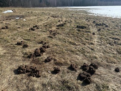Editą Mildažytę šiemet stebina ankstytvi kurmiai - Delfi būstas