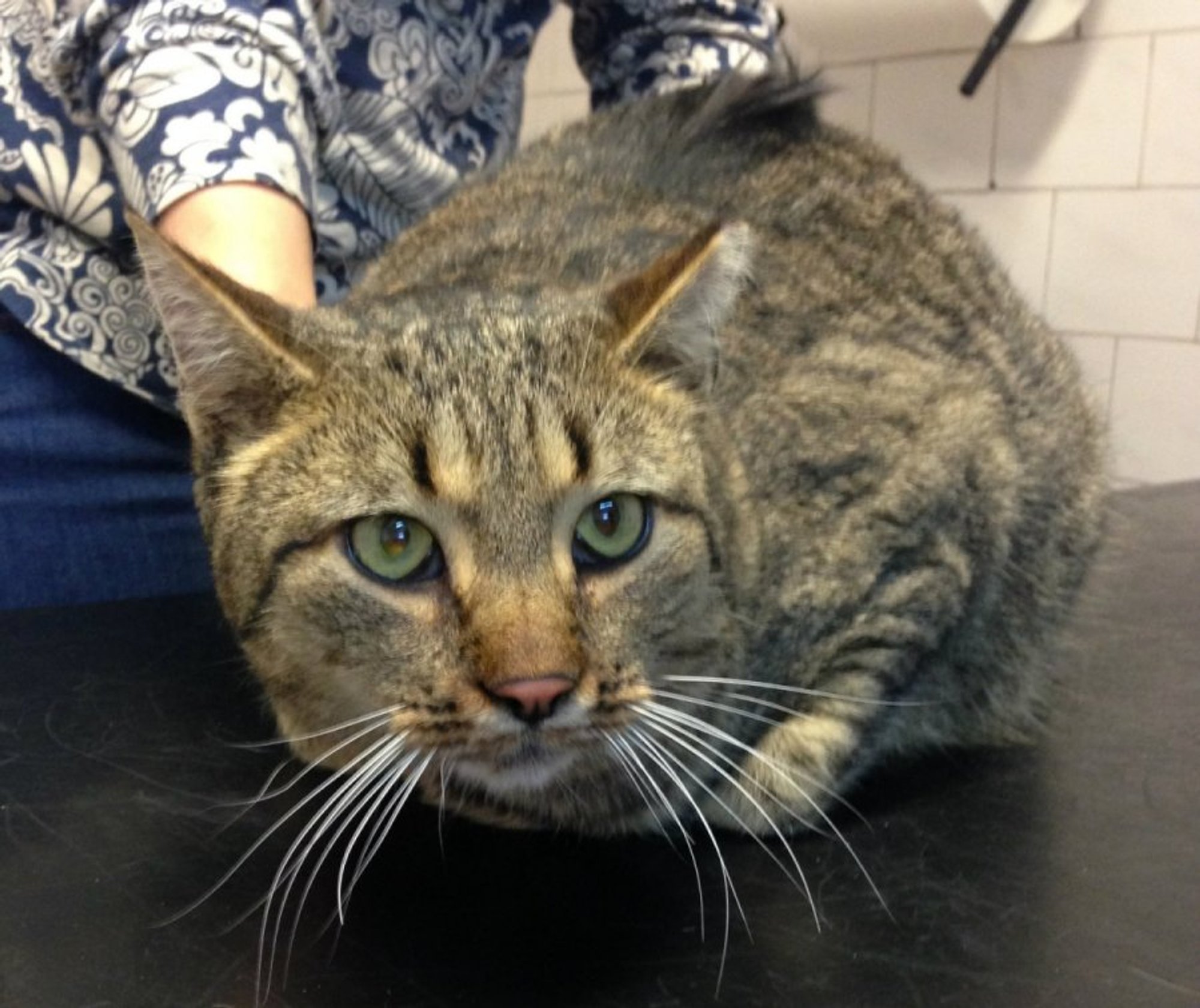 Gerasis milžinas katinukas Šilas ieško gerų namų - Delfi kartu