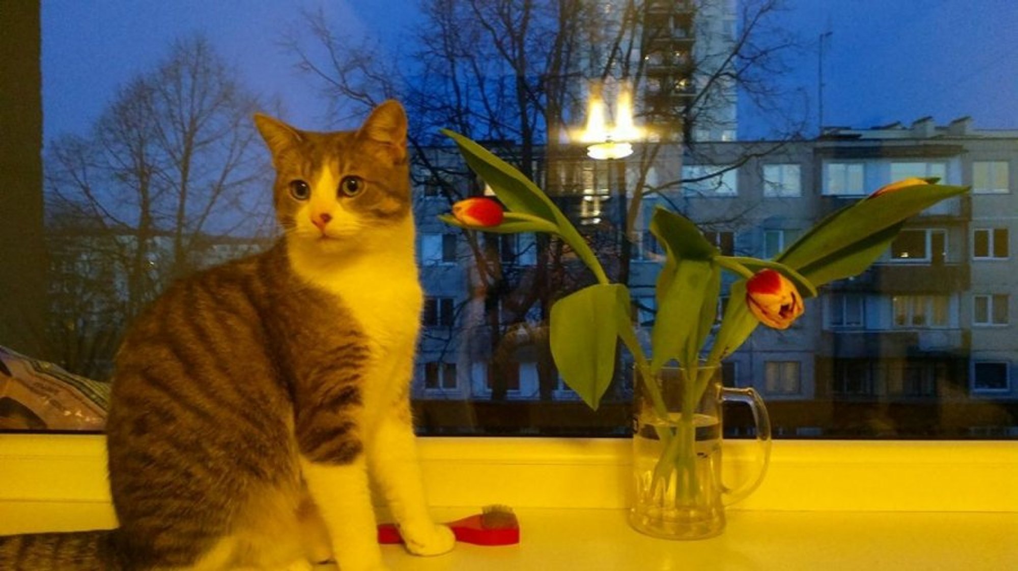 Žirmūnuose dingo katytė - Delfi kartu