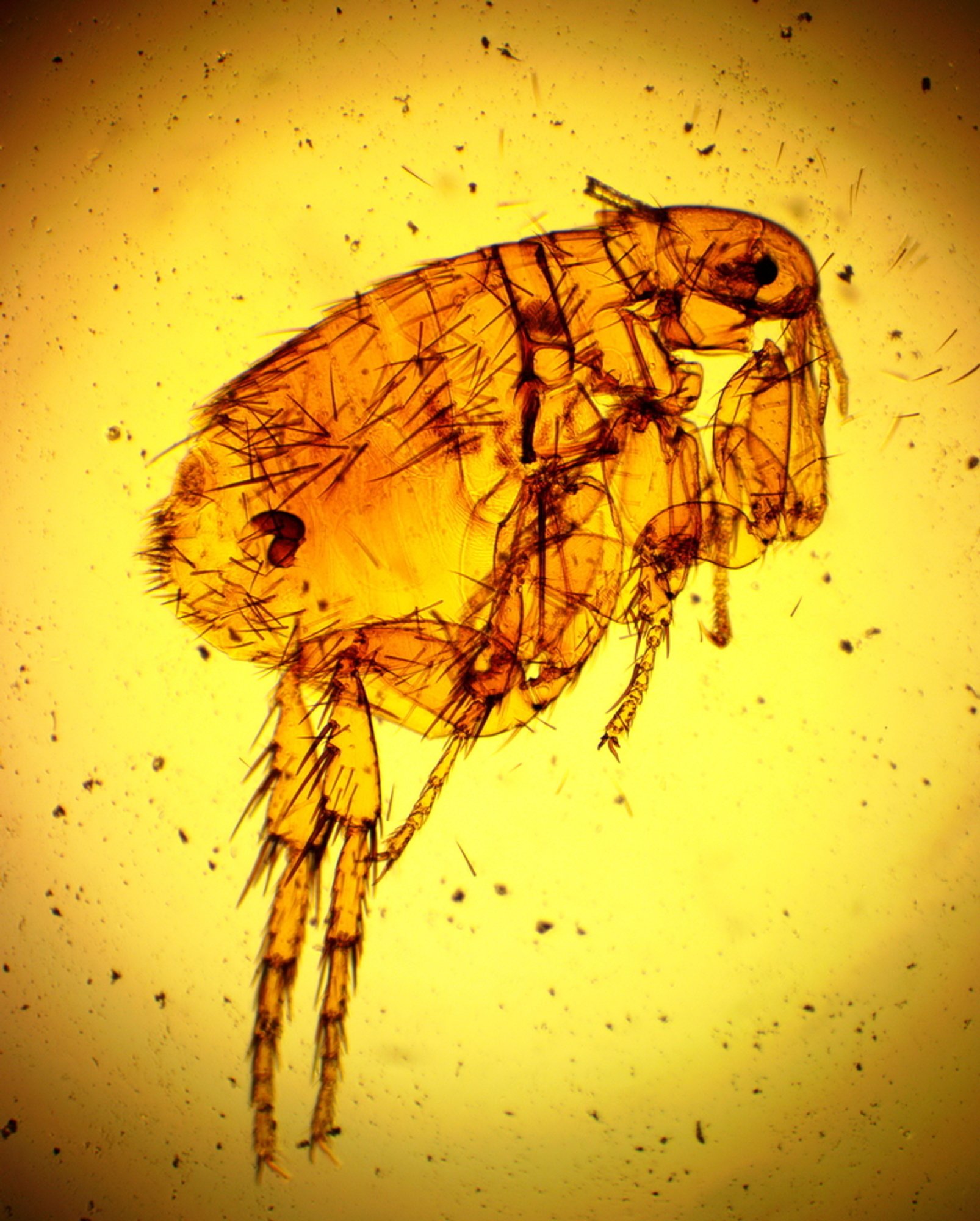 Kaip plinta ir ko bijo blusos? - Delfi grynas