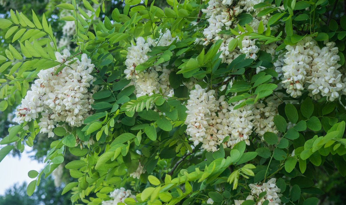 Baudos už baltažiedžių robinijų auginimą ir platinimą - Delfi agro