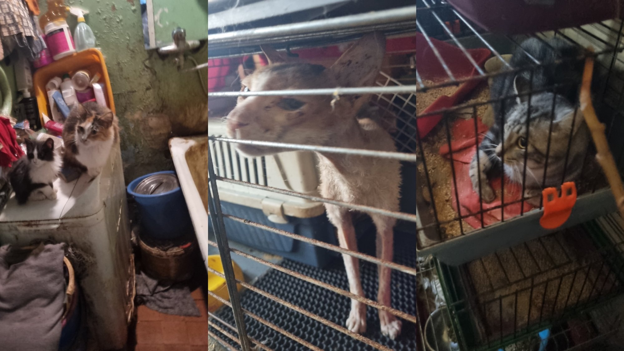 VMVT pateikė daugiau detalių apie Alytuje kankintus gyvūnus - Letena.lt