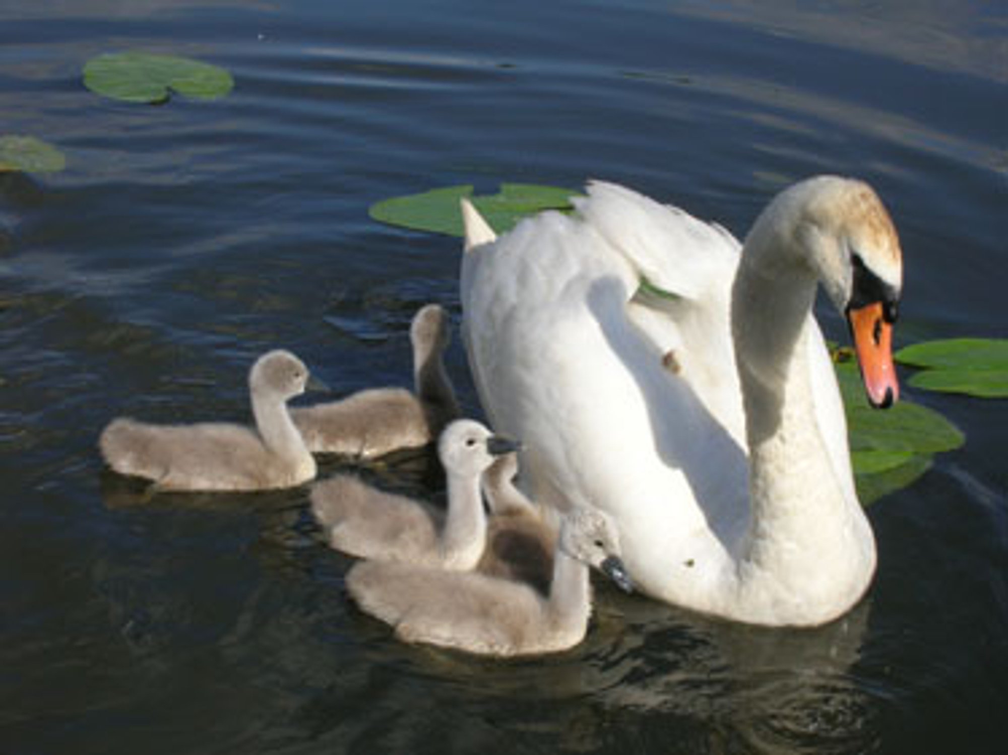 Lenkijos Torunės miesto simboliu tapo gulbė - Delfi veidai