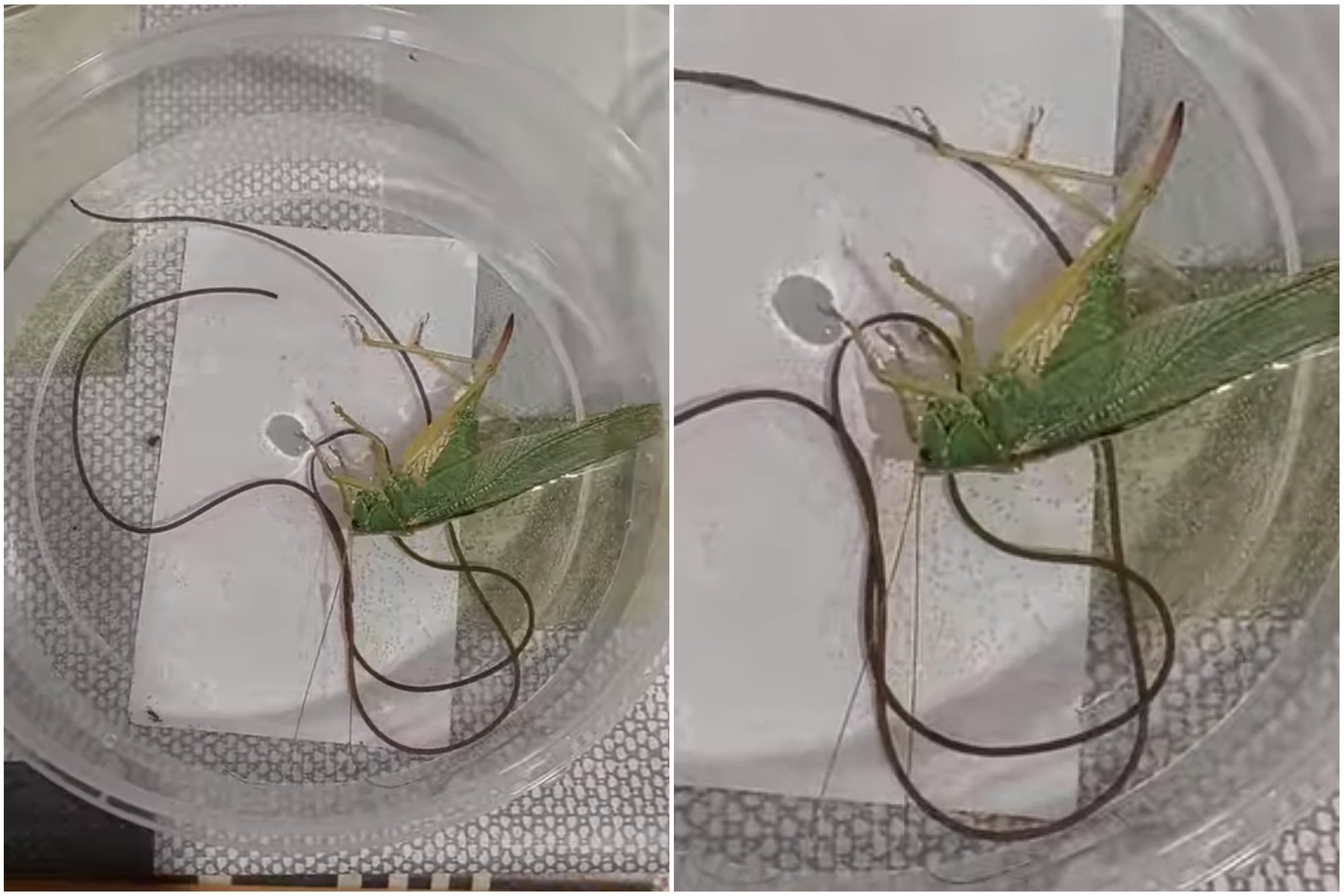 Namo parsinešė keistai besielgiantį žiogą: tai, kas iš jo išlindo ...