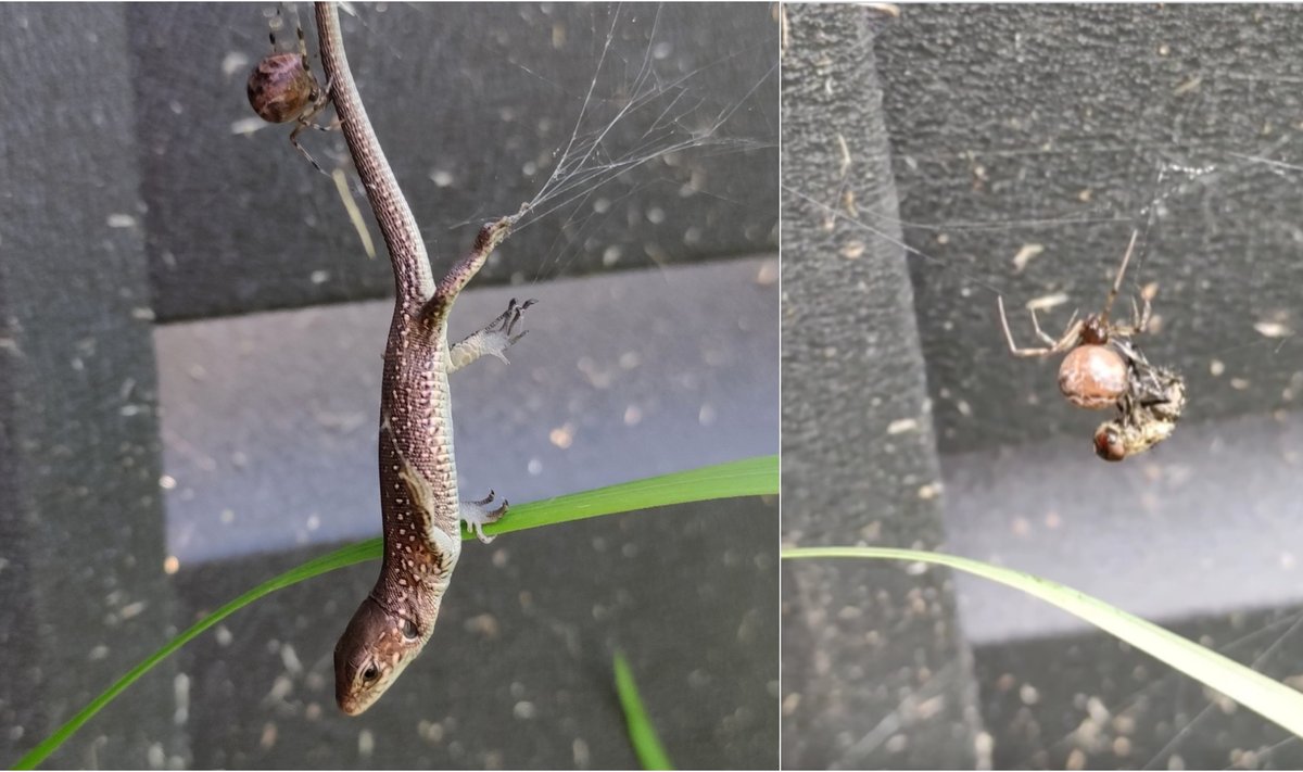 Radinys voratinklyje pribloškė: įkliuvo driežas - Delfi grynas