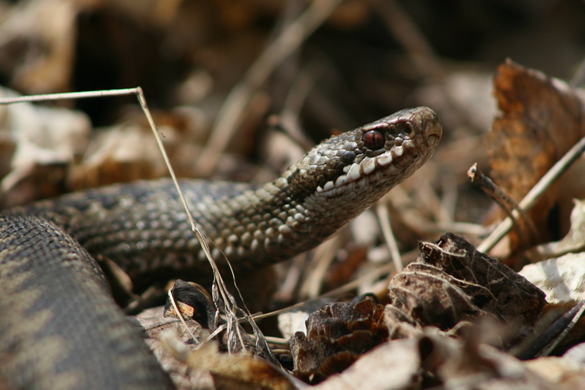 Angis mieste įkando šiaulietei - Delfi grynas