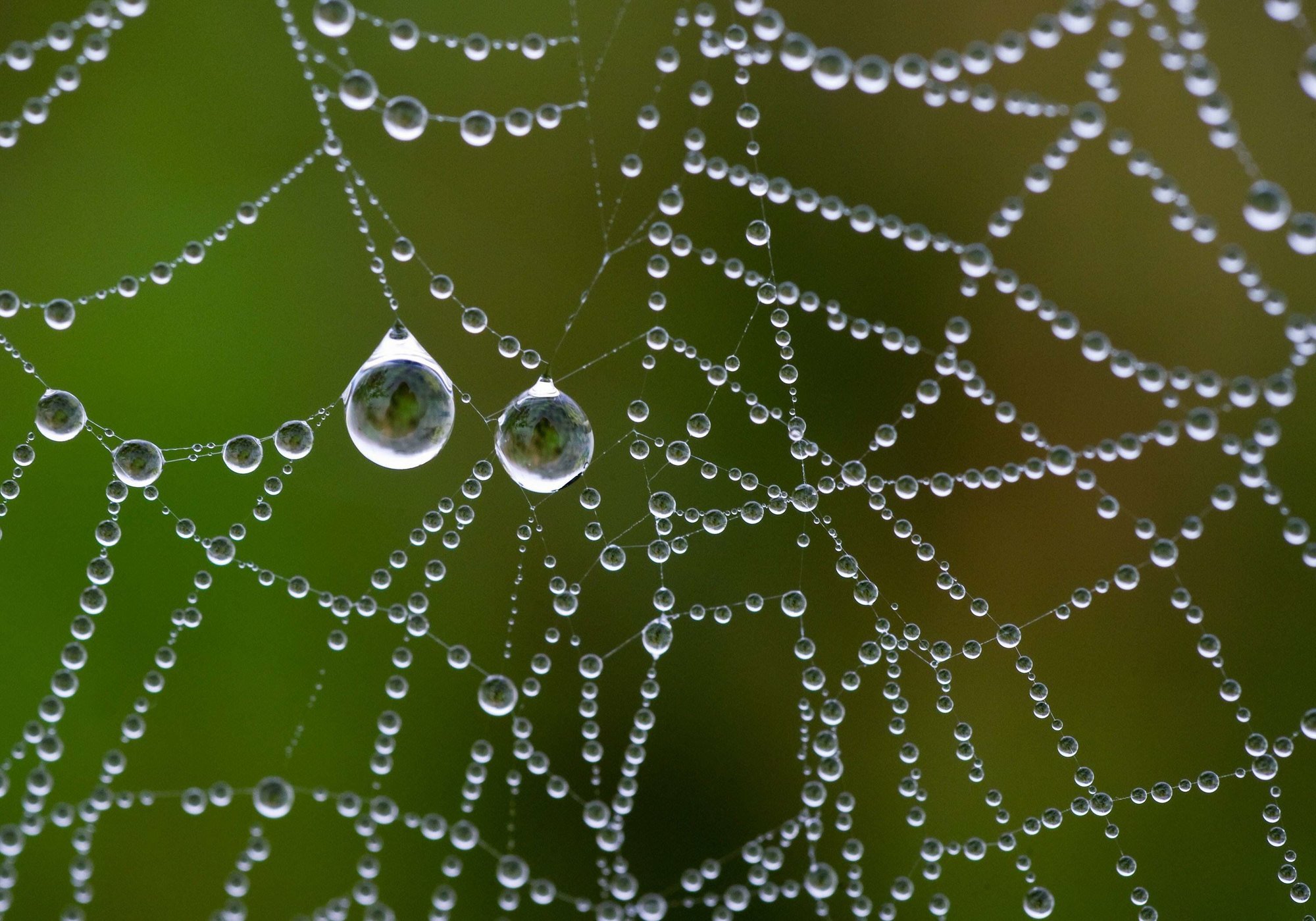 Kaip vorai vilioja vabzdžius į voratinklius - Delfi mokslas