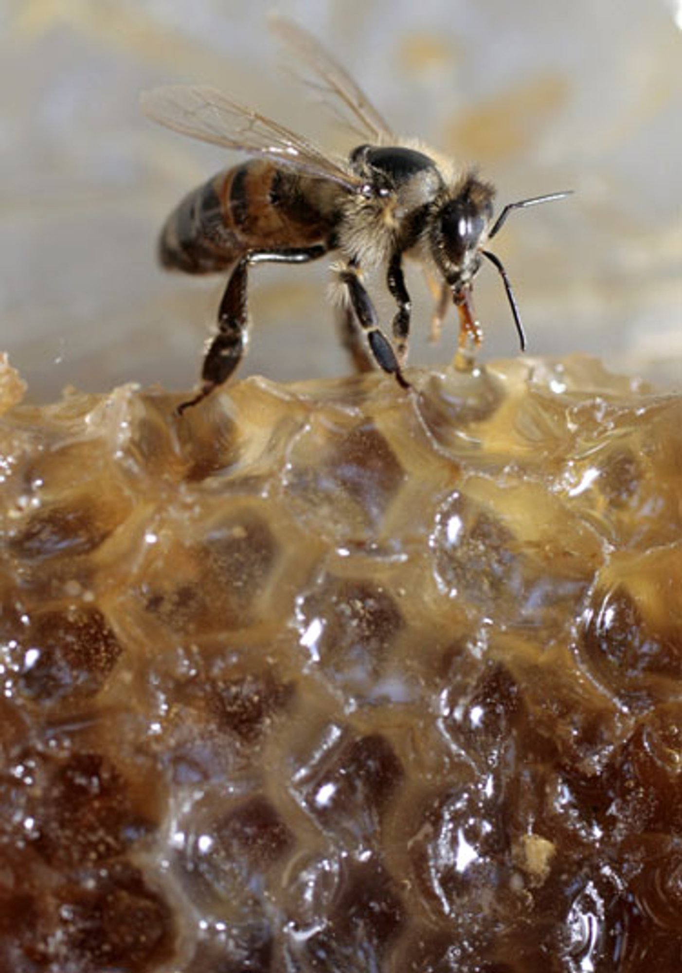 Bitininkai: pavasarinis medus - geriausias - Delfi agro